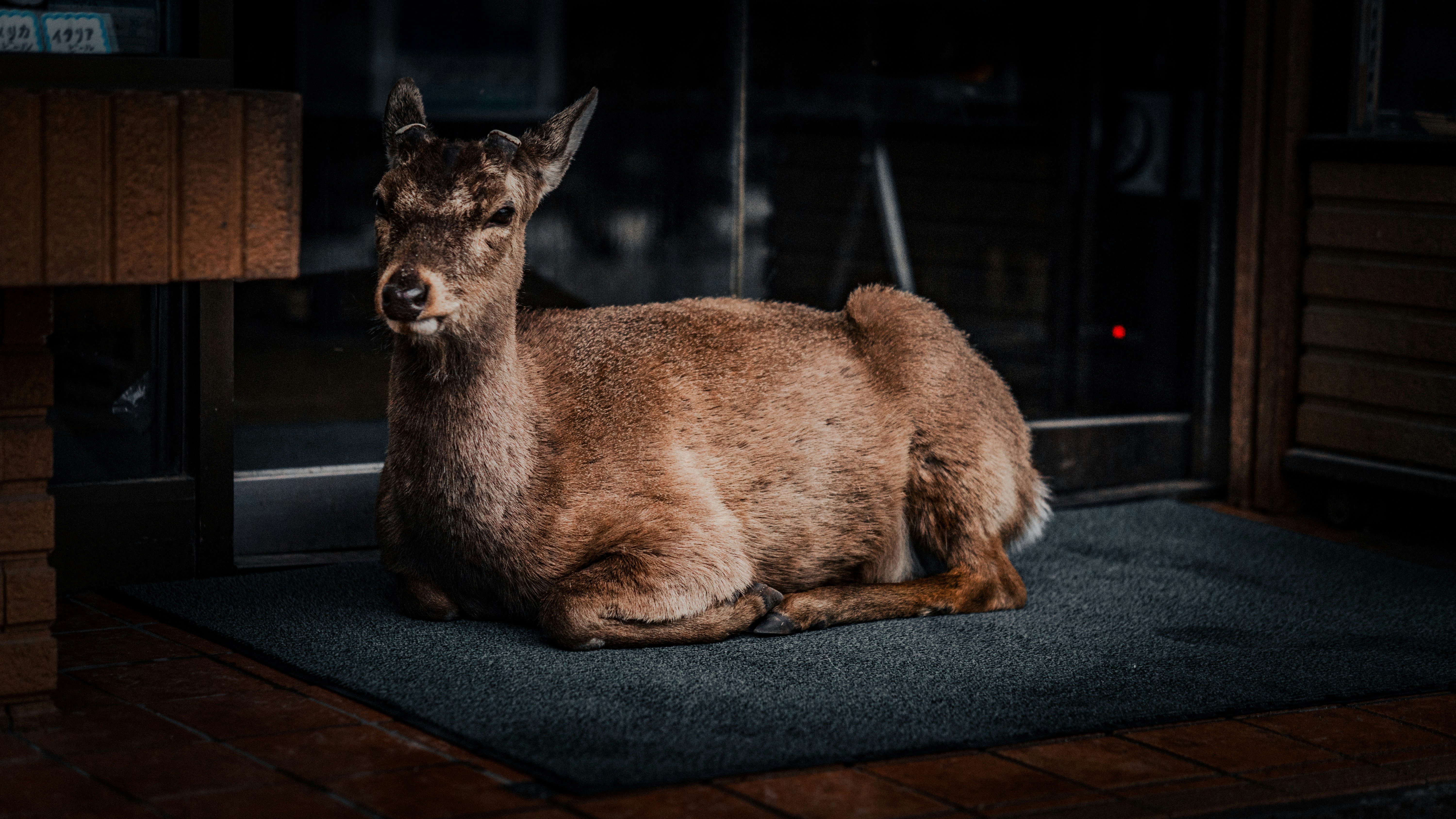 Quiet Visitor on the Mat: A Deer in the Doorway