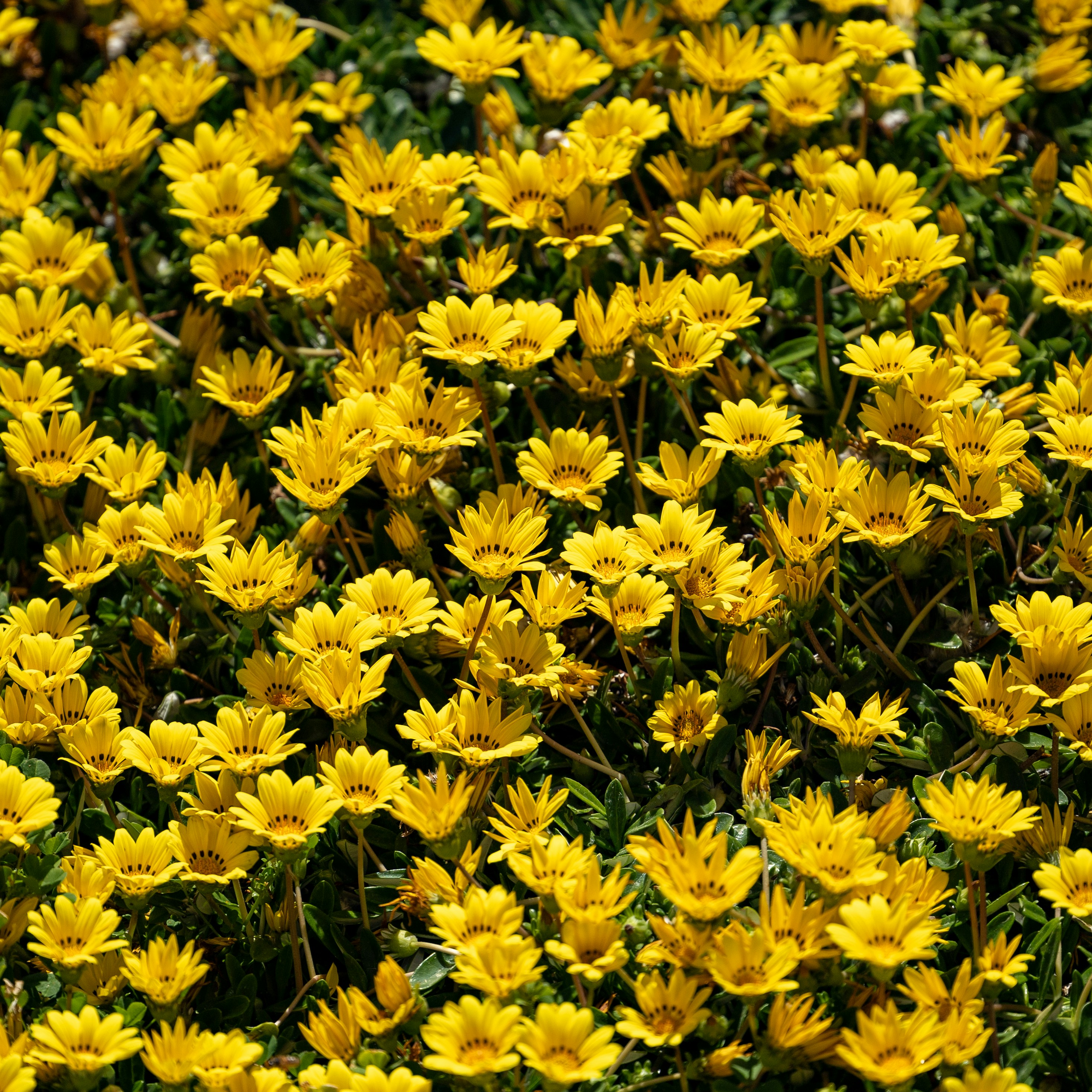 Sunlit Dandelion Sea: A Field of Golden Bloom