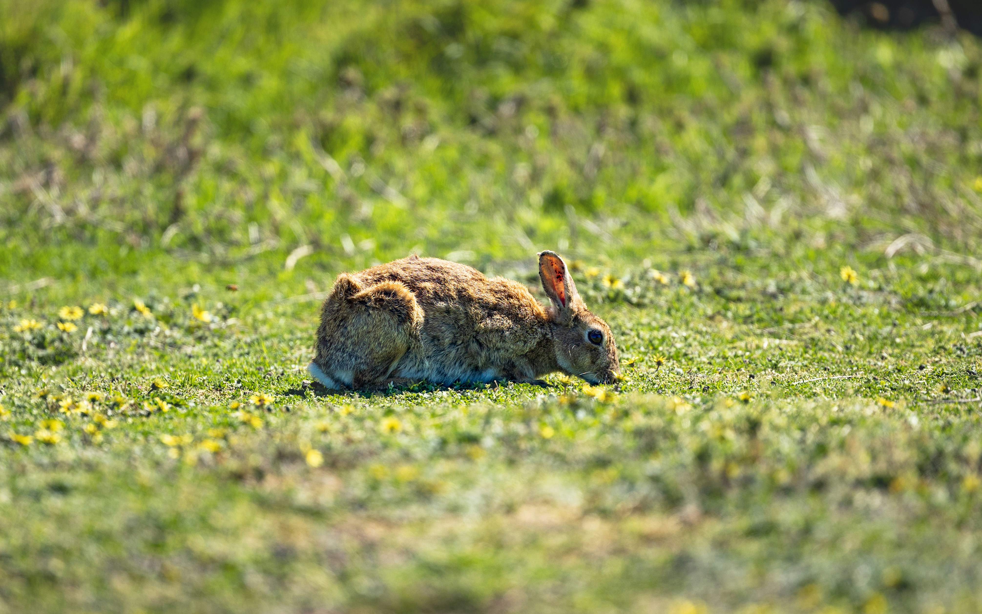 Lean Meadow Stare: a rabbit pauses in sunlit bloom