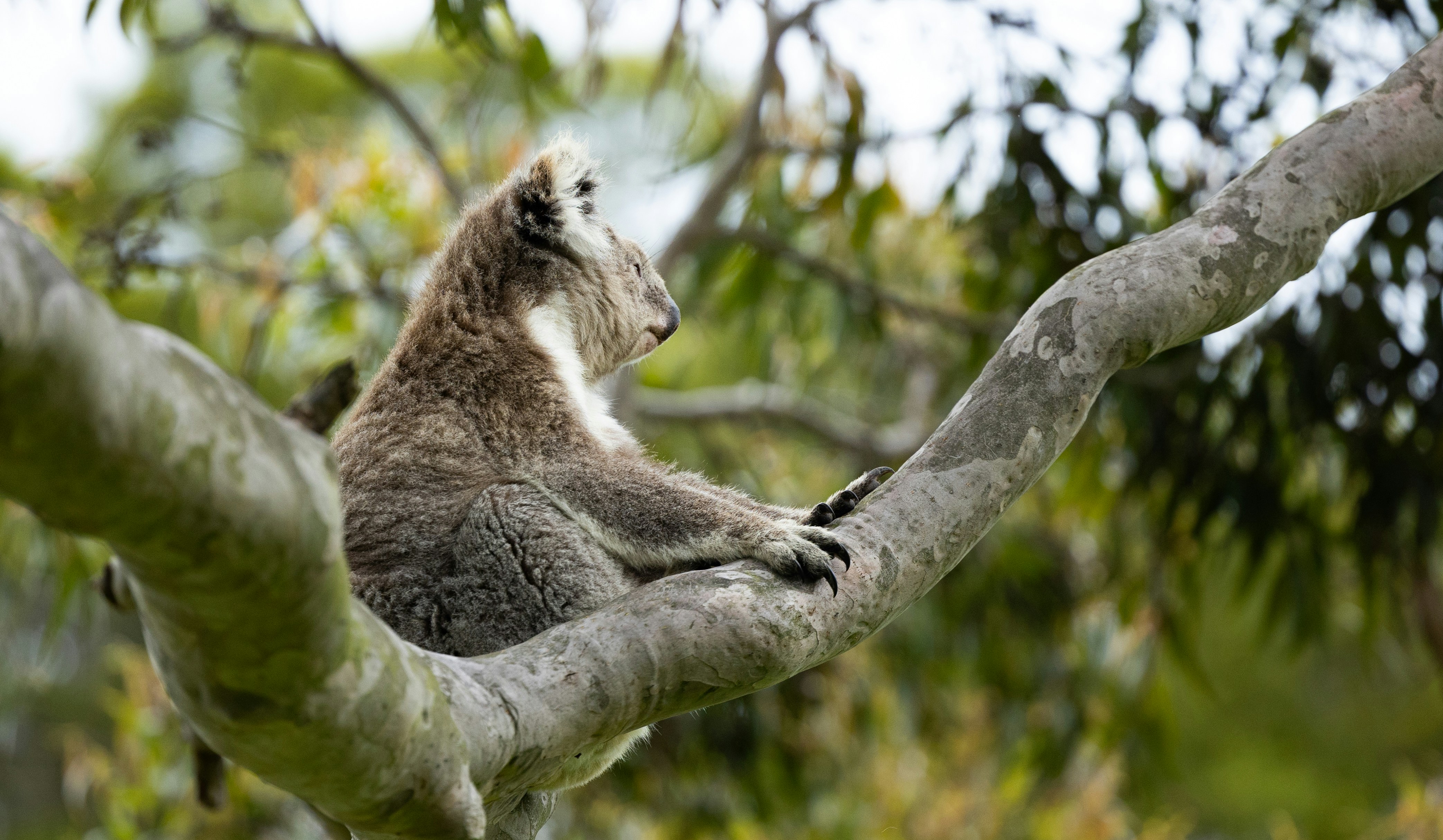 Perched Pause: Koala in a Sunlit Eucalypt