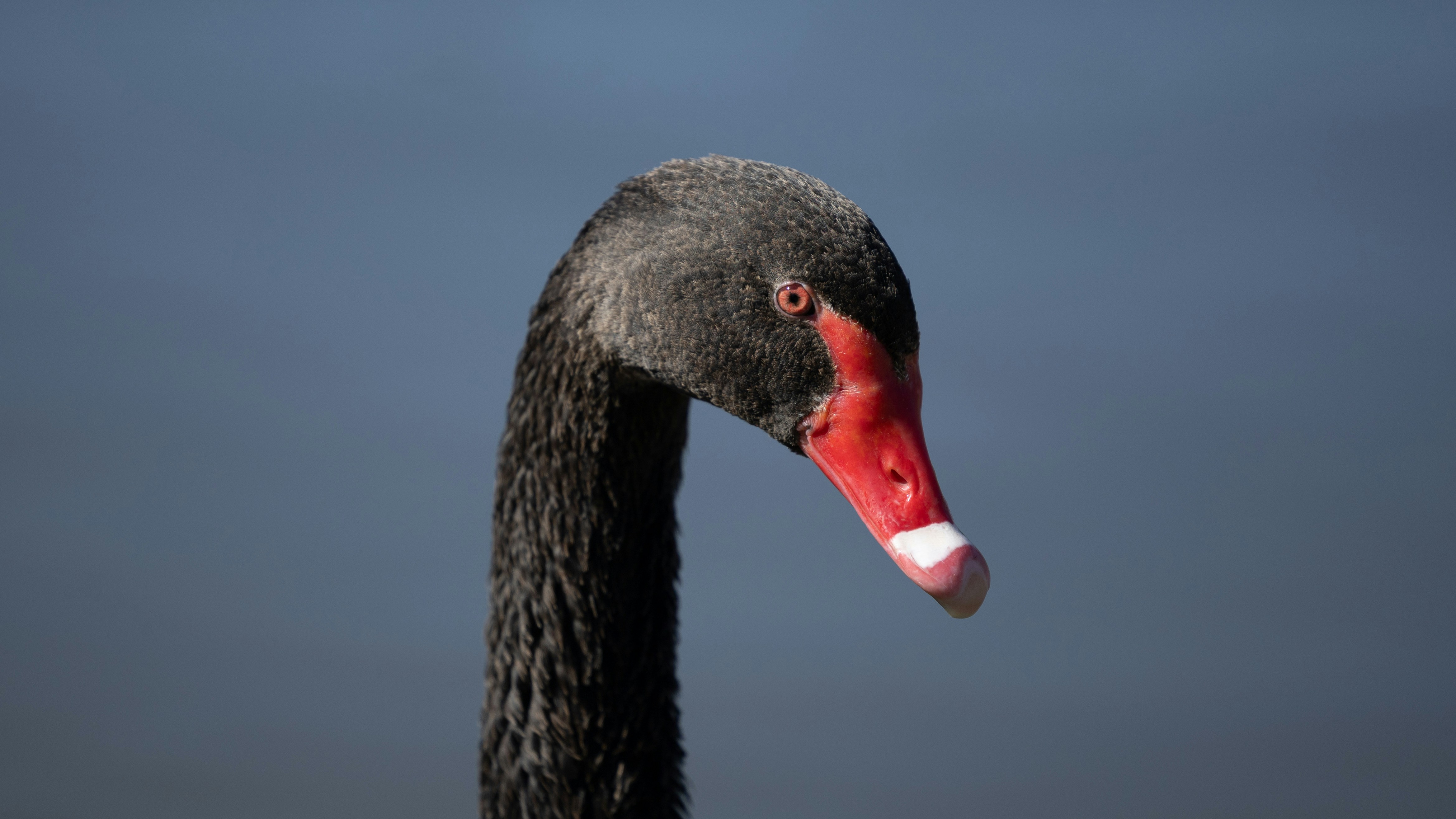 Noir Neck: A Black Swan's Quiet Gaze