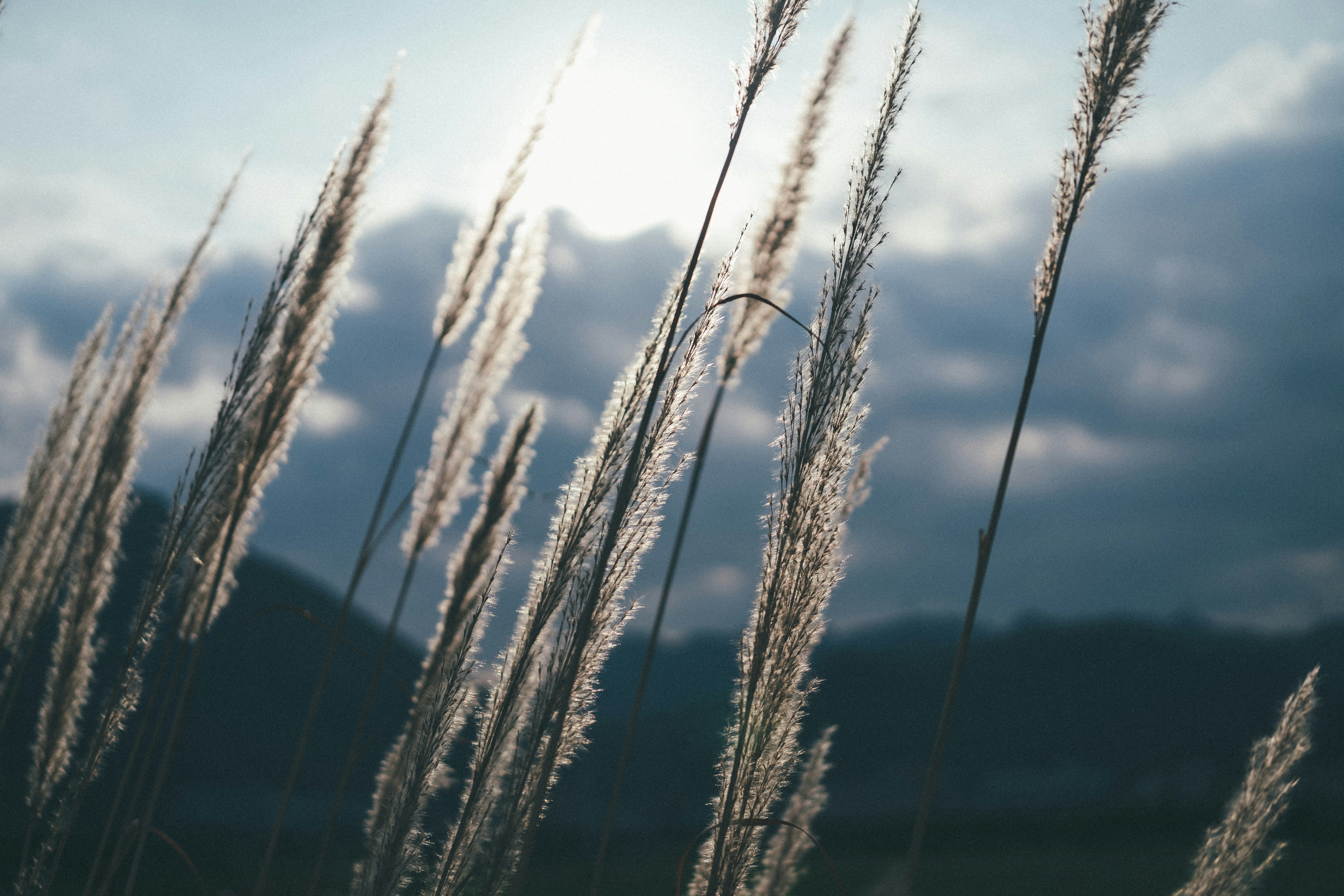 Sunlit Foxtail Stems Against a Distant Ridge