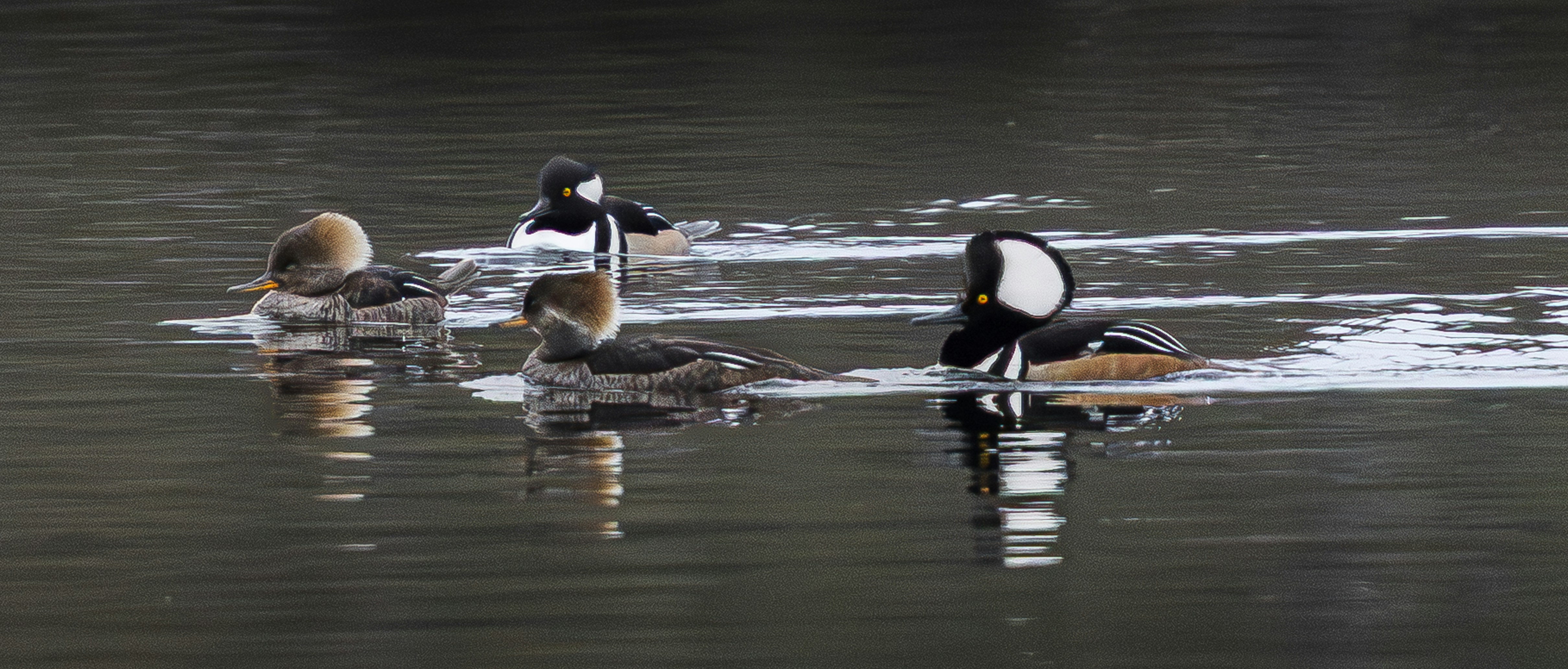 Harbor Choir: A Quartet of Hooded Ducklings in Quiet Ripples