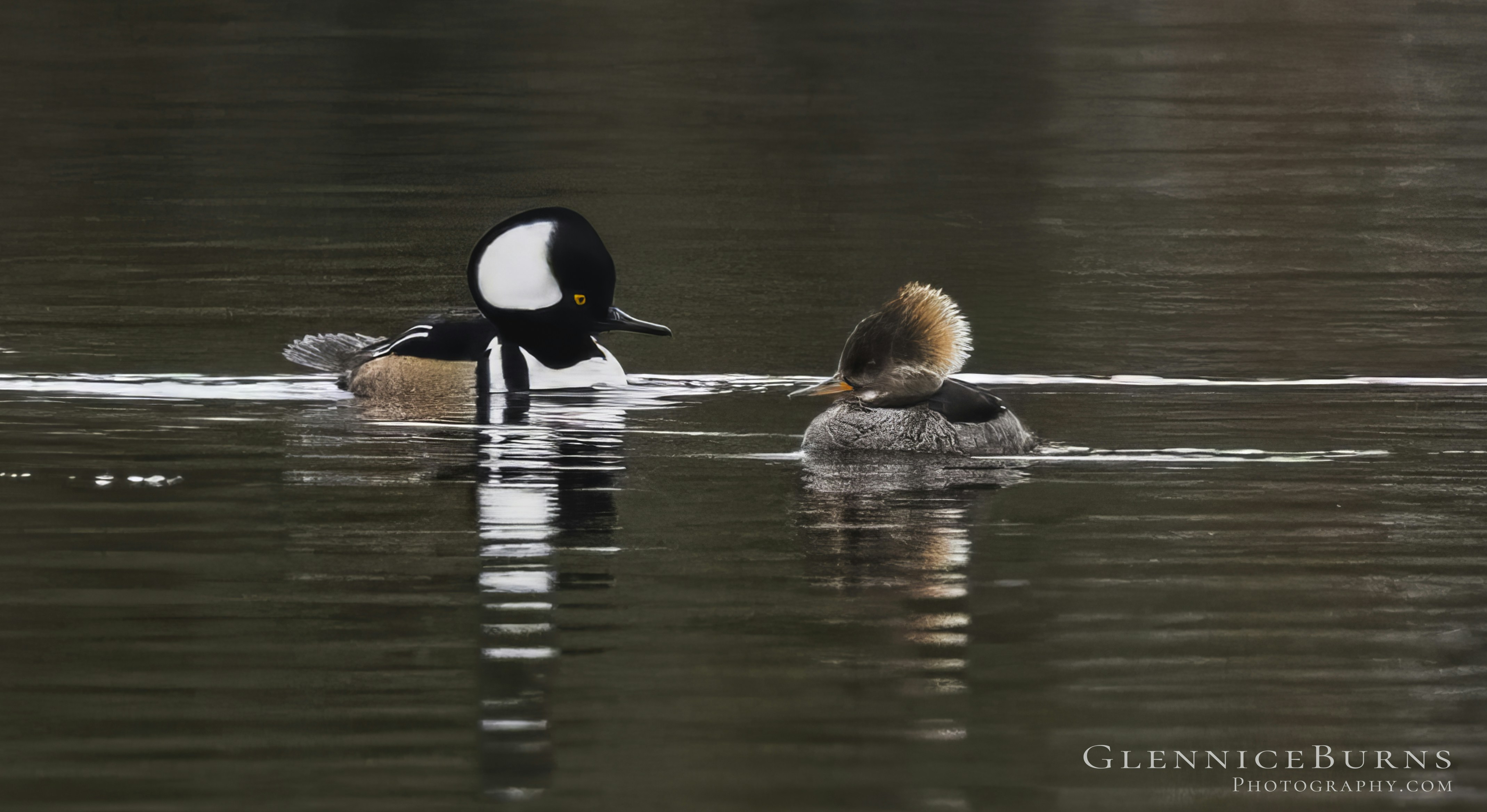 A Pair of Great Creatures in Quiet Reflection