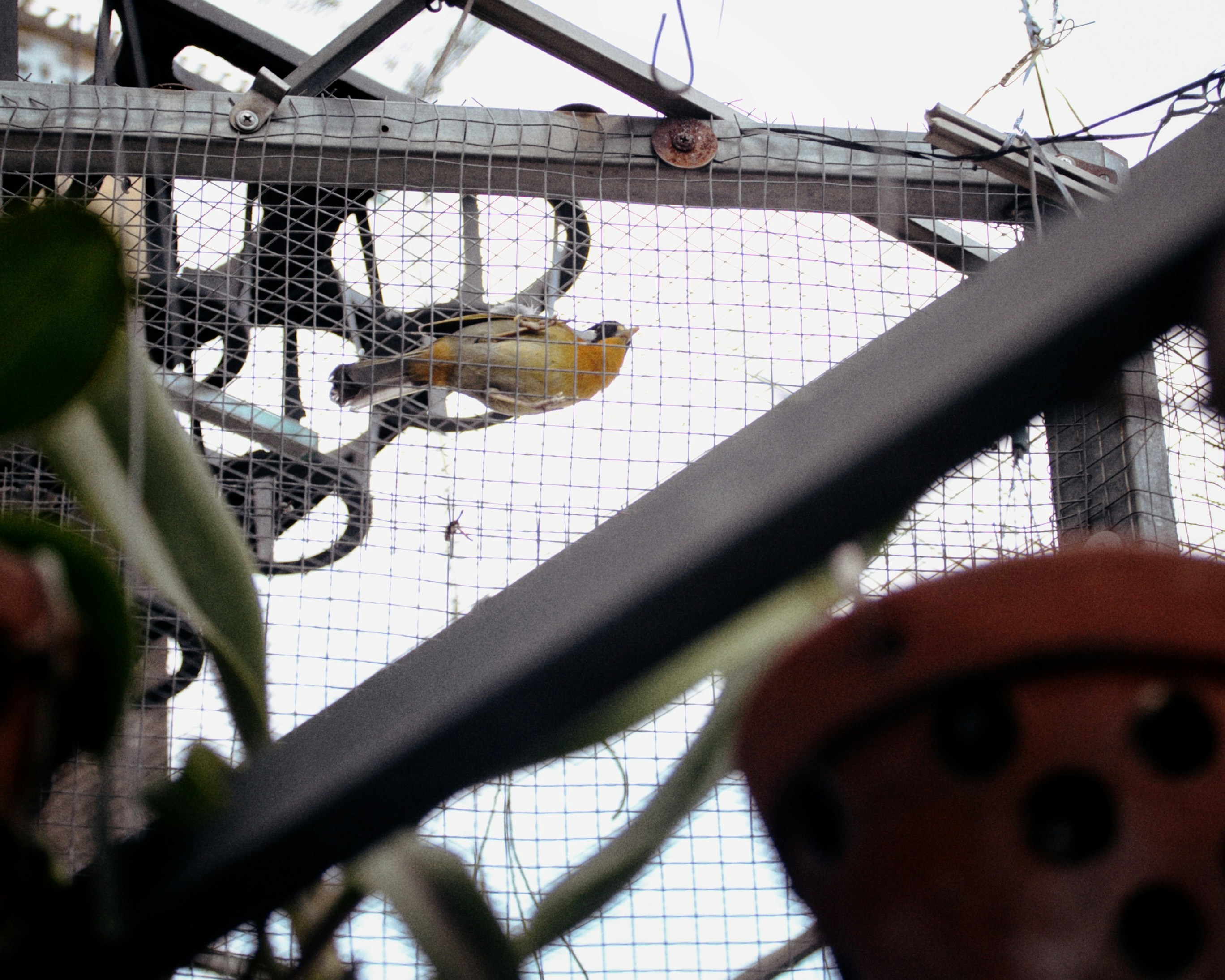 Bird on a Cage: A Tiny Moment through Mesh and Metal