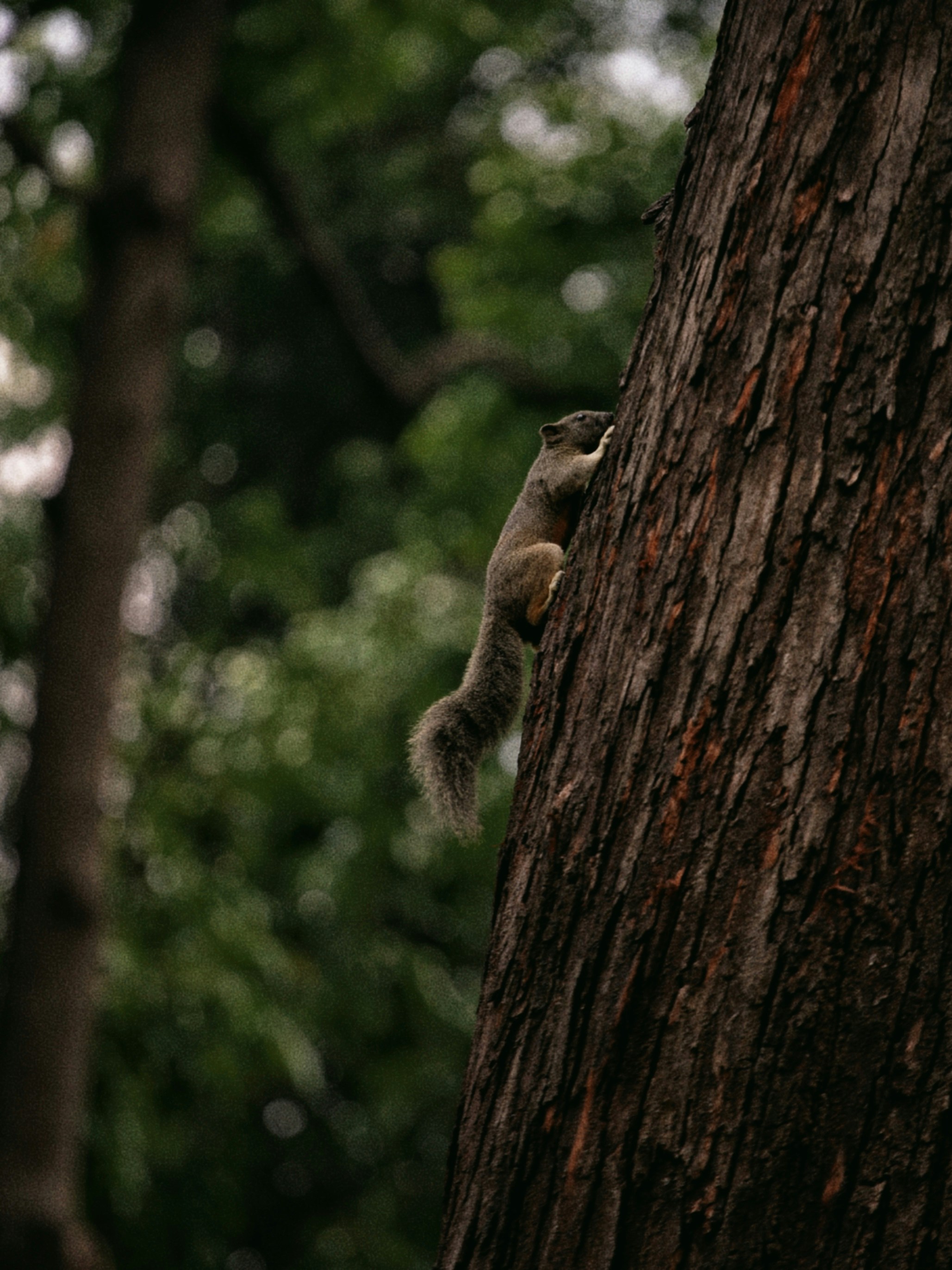 Clinging Silence: Squirrel Climb on a Cedar Trunk