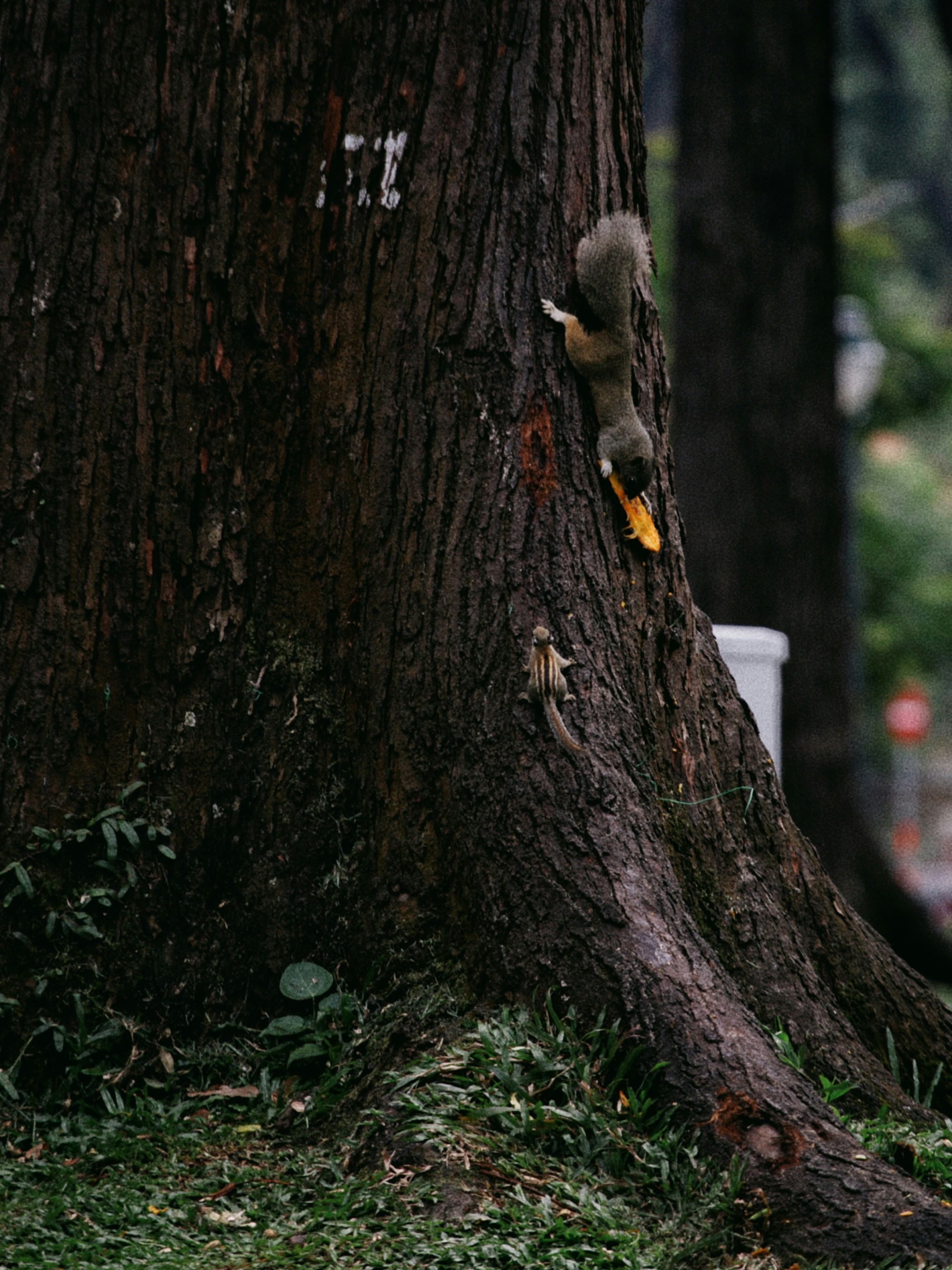 Squirrels on a Warty Trunk: A Quiet Urban Moment