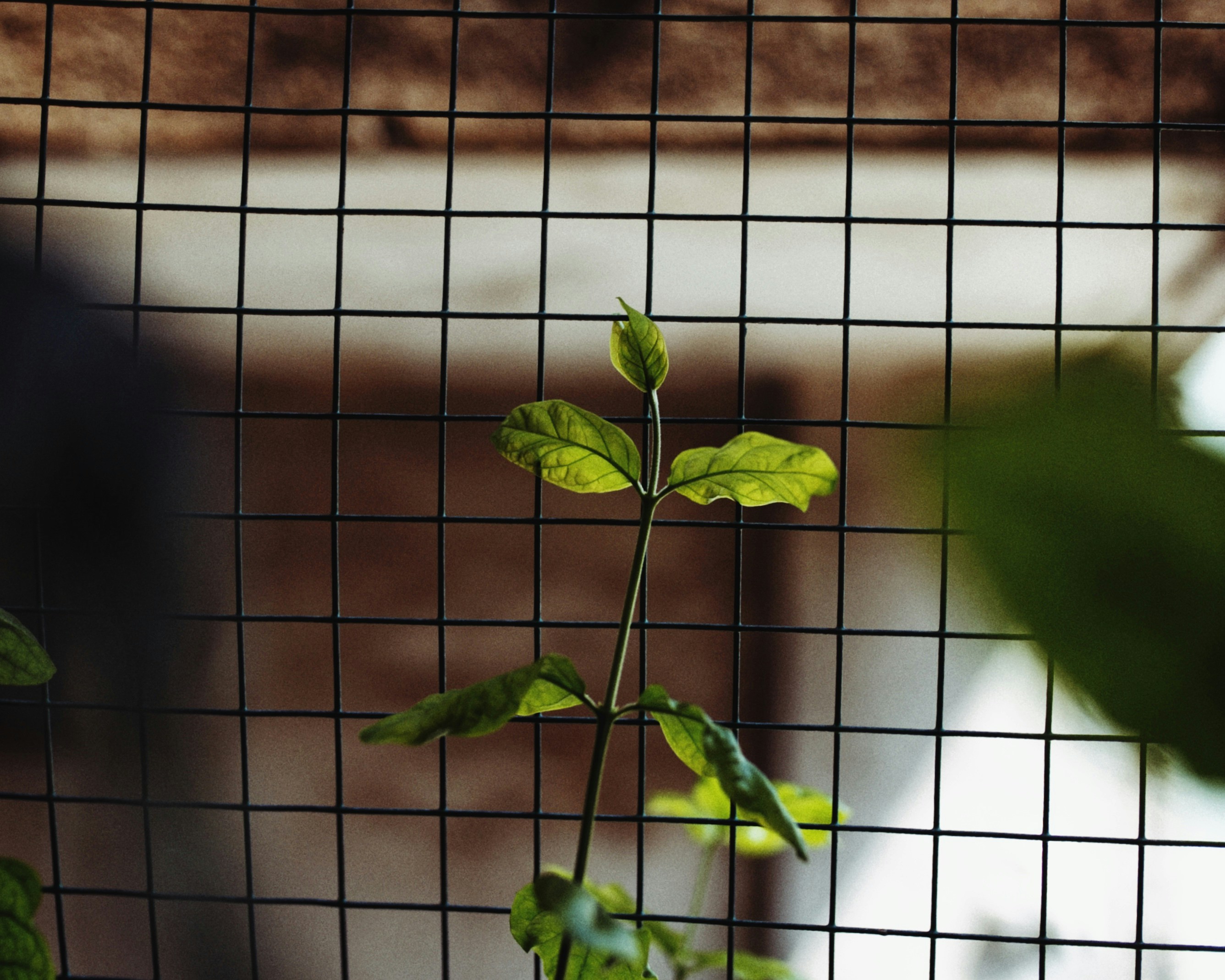 Hope Through the Grid: A Tender Plant Reaches for Light