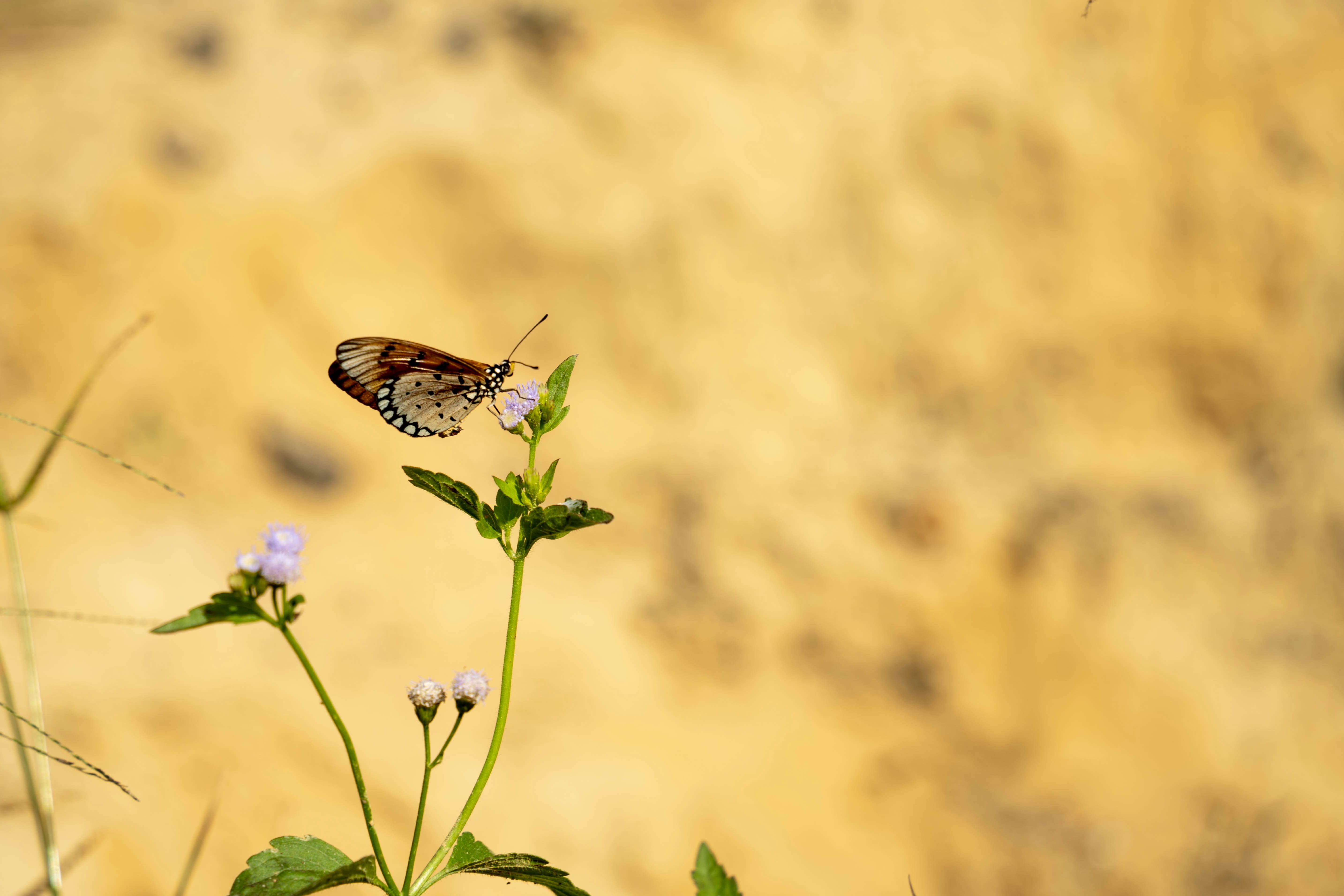 Delicate butterfly perches on a sunlit wildflower