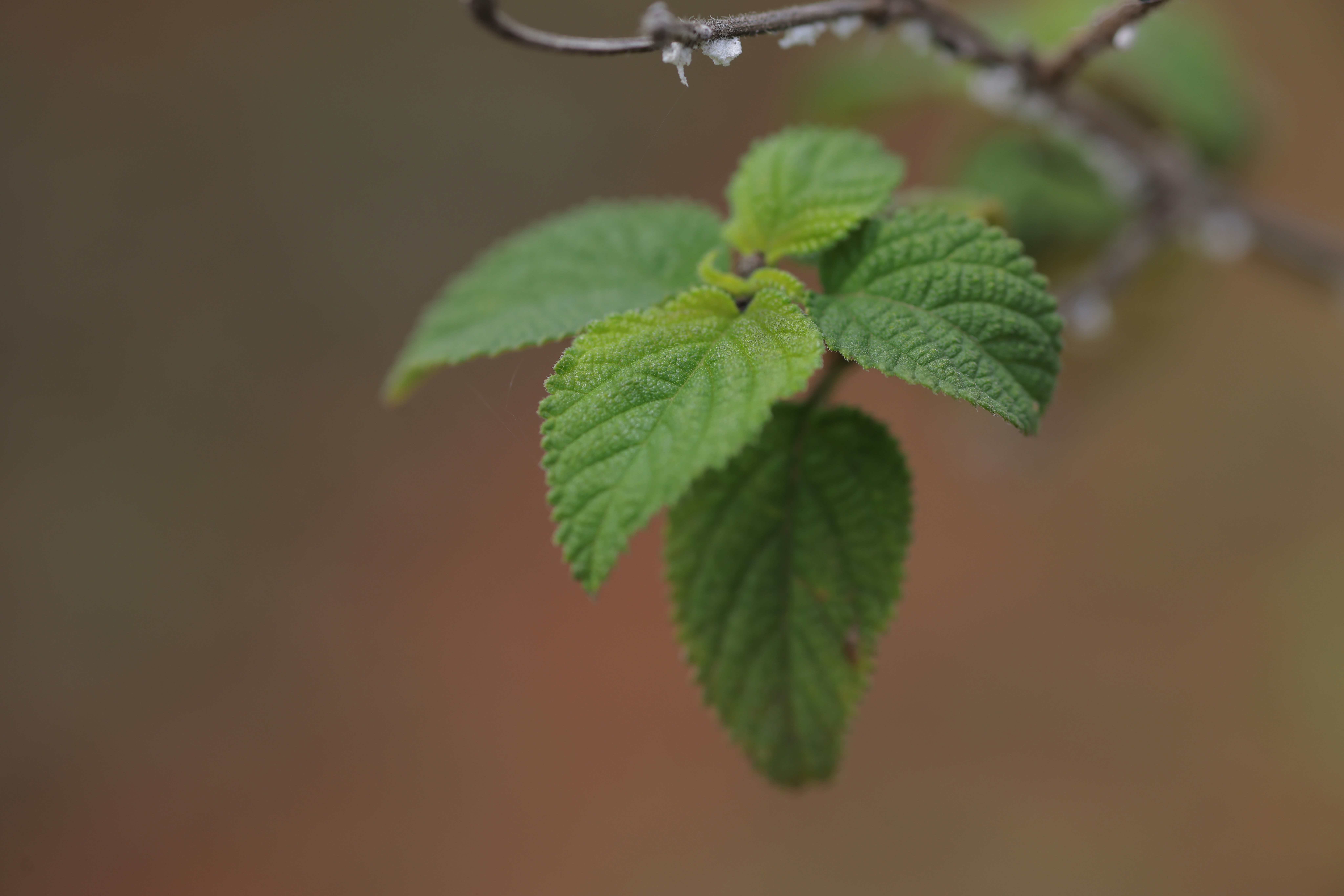 Emerald Tenderness: A Fragile Leaf in Focus