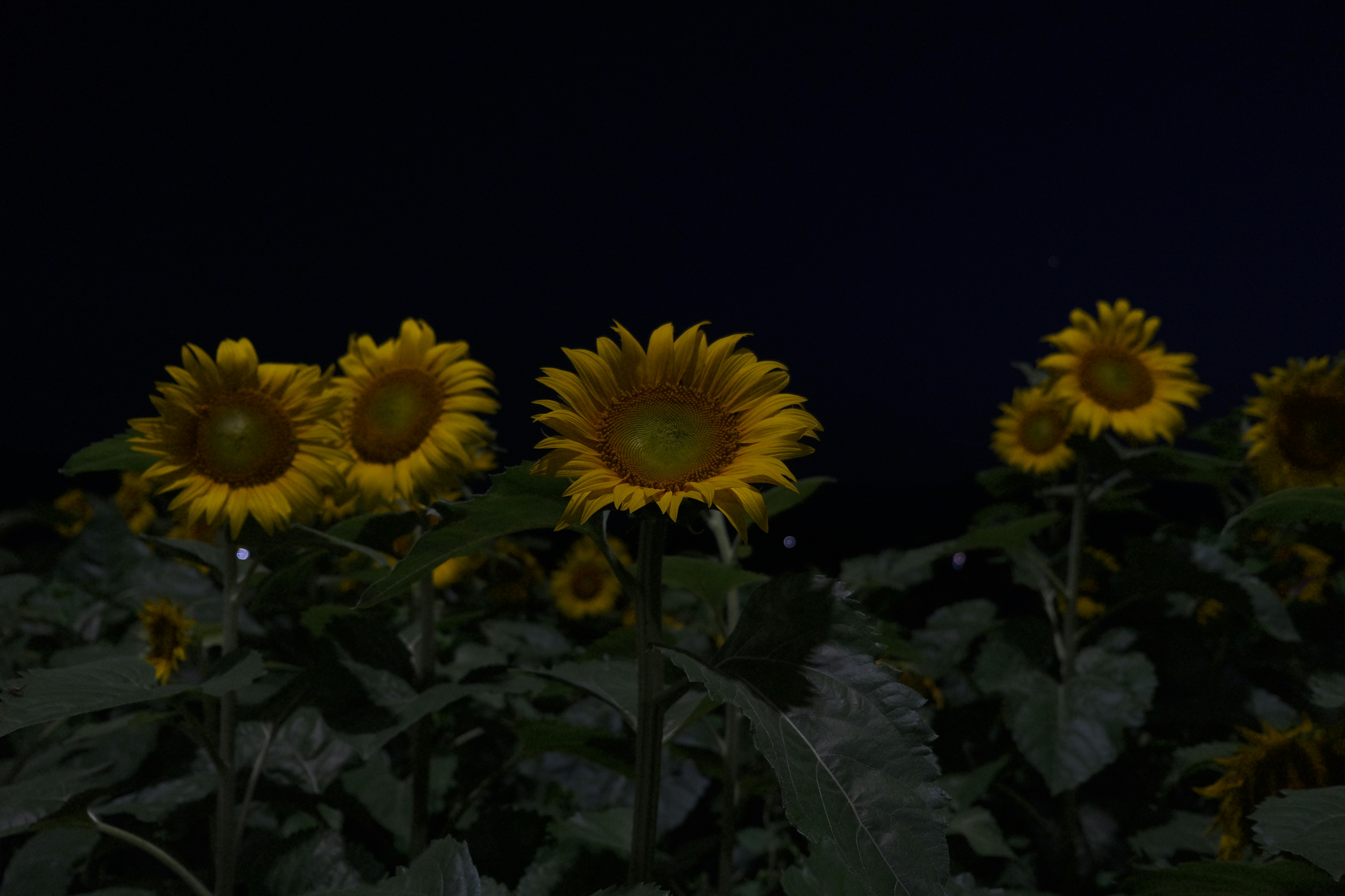 Moonlit Sunflowers: Quiet Night in a Dark Field