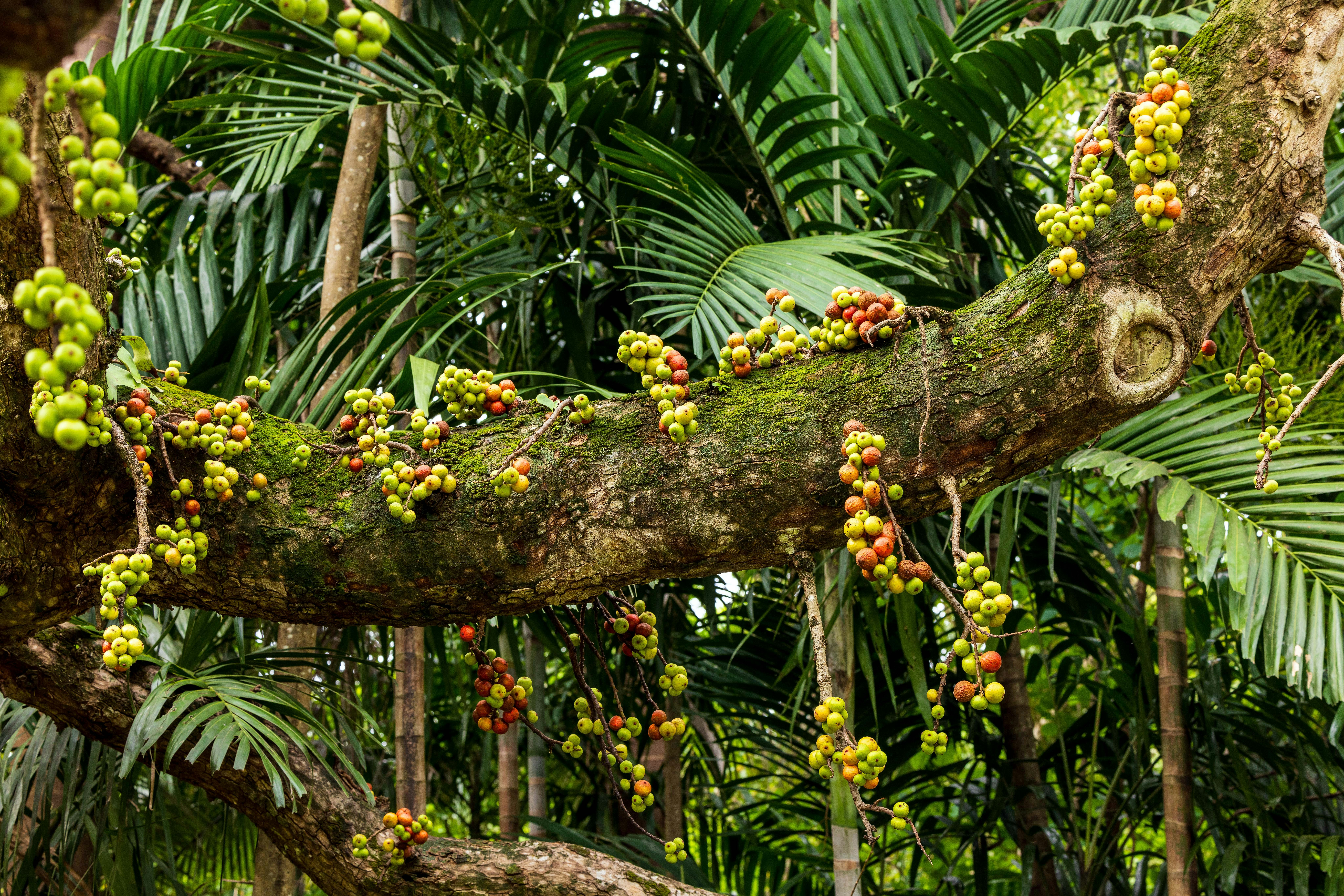 Vines of Color: A Mango Tree's Mascara of Berries