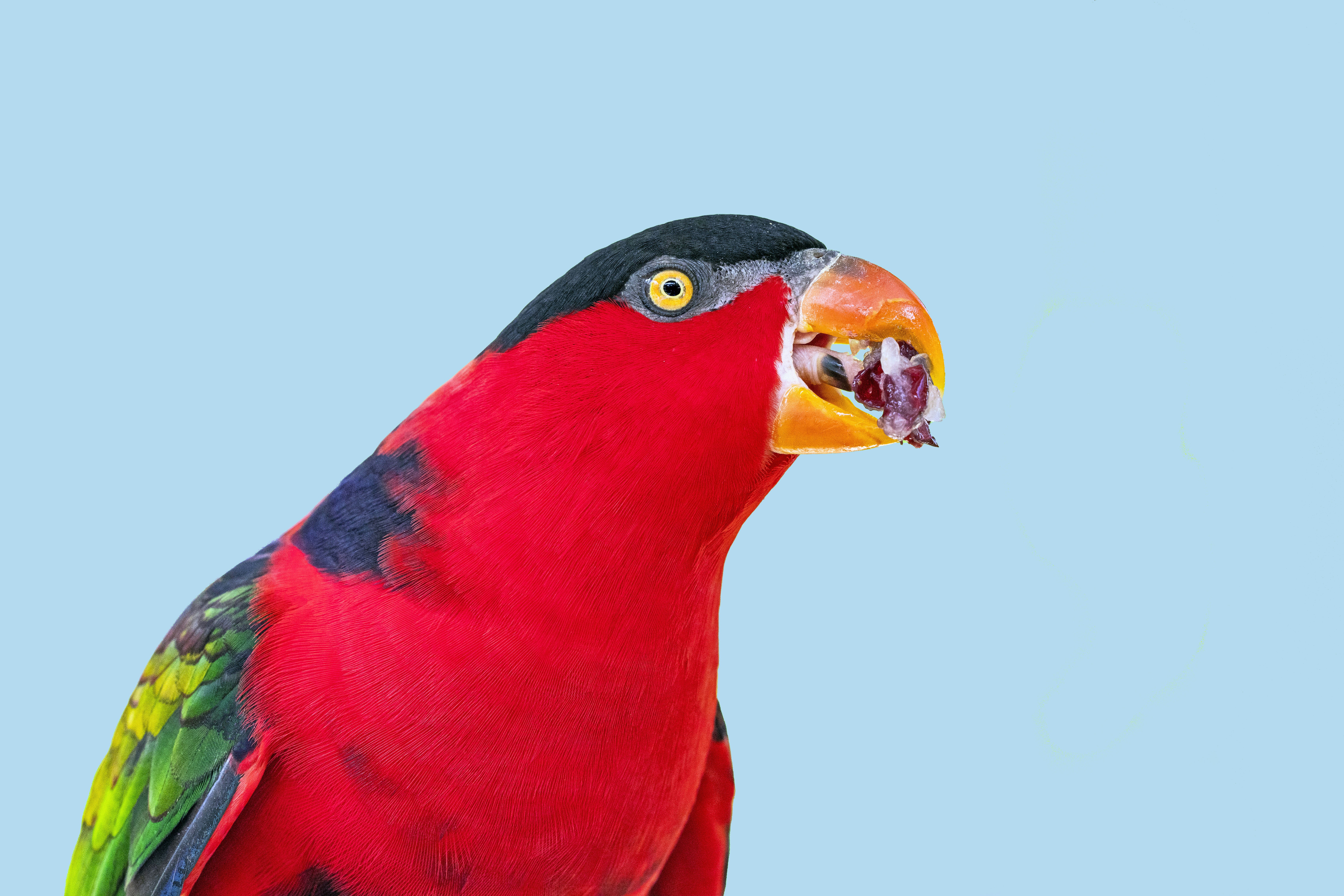Vivid Scarlet Parrot Portrait Against Soft Sky