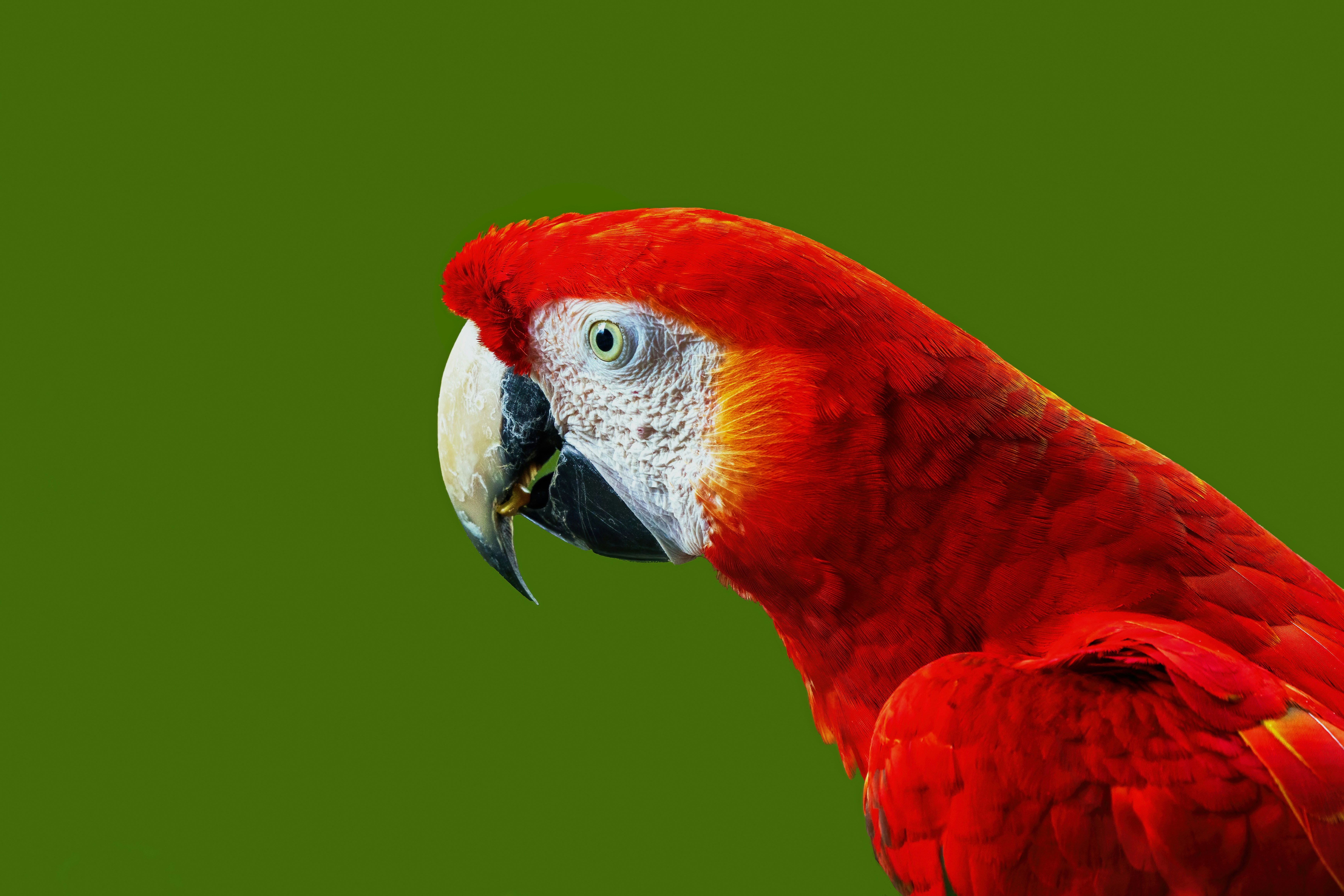 Scarlet Crest Portrait: A Parrot's Slight Turn Amid Olive Backdrop