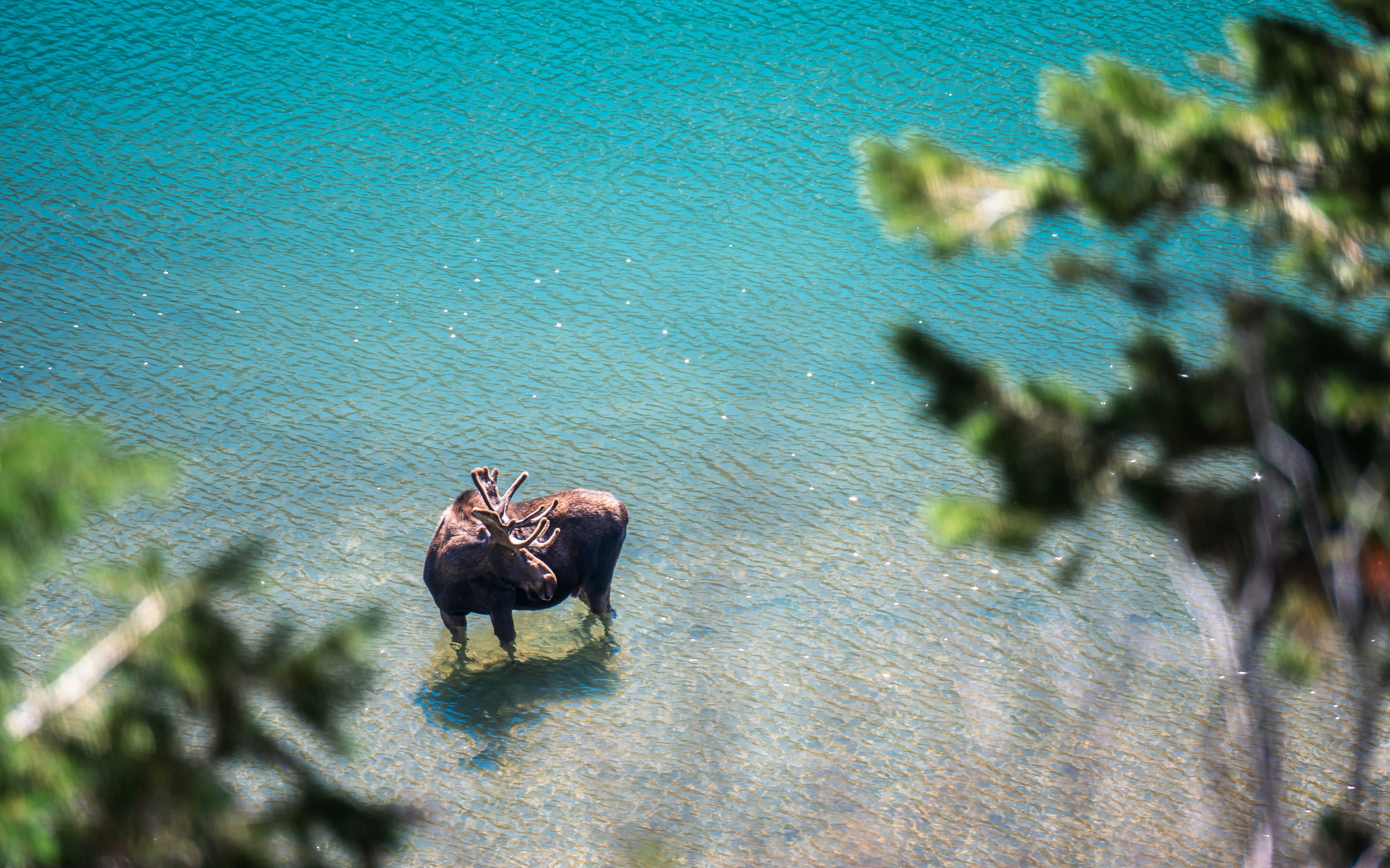 Calf-deep in turquoise stillness: a lone bison mid-wade