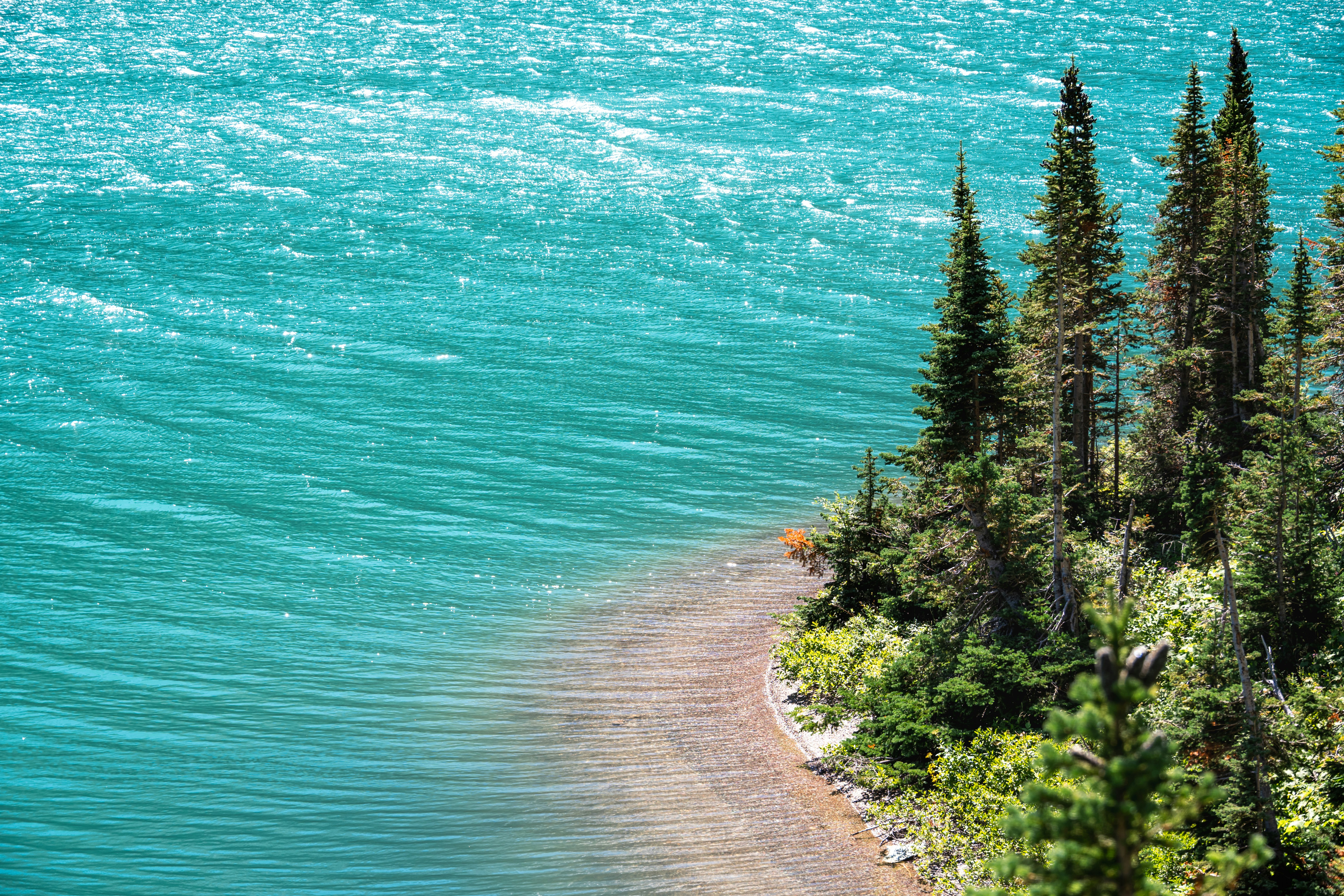 Emerald Shoreline: Pine-clad Promontory Meeting Turquoise Waters