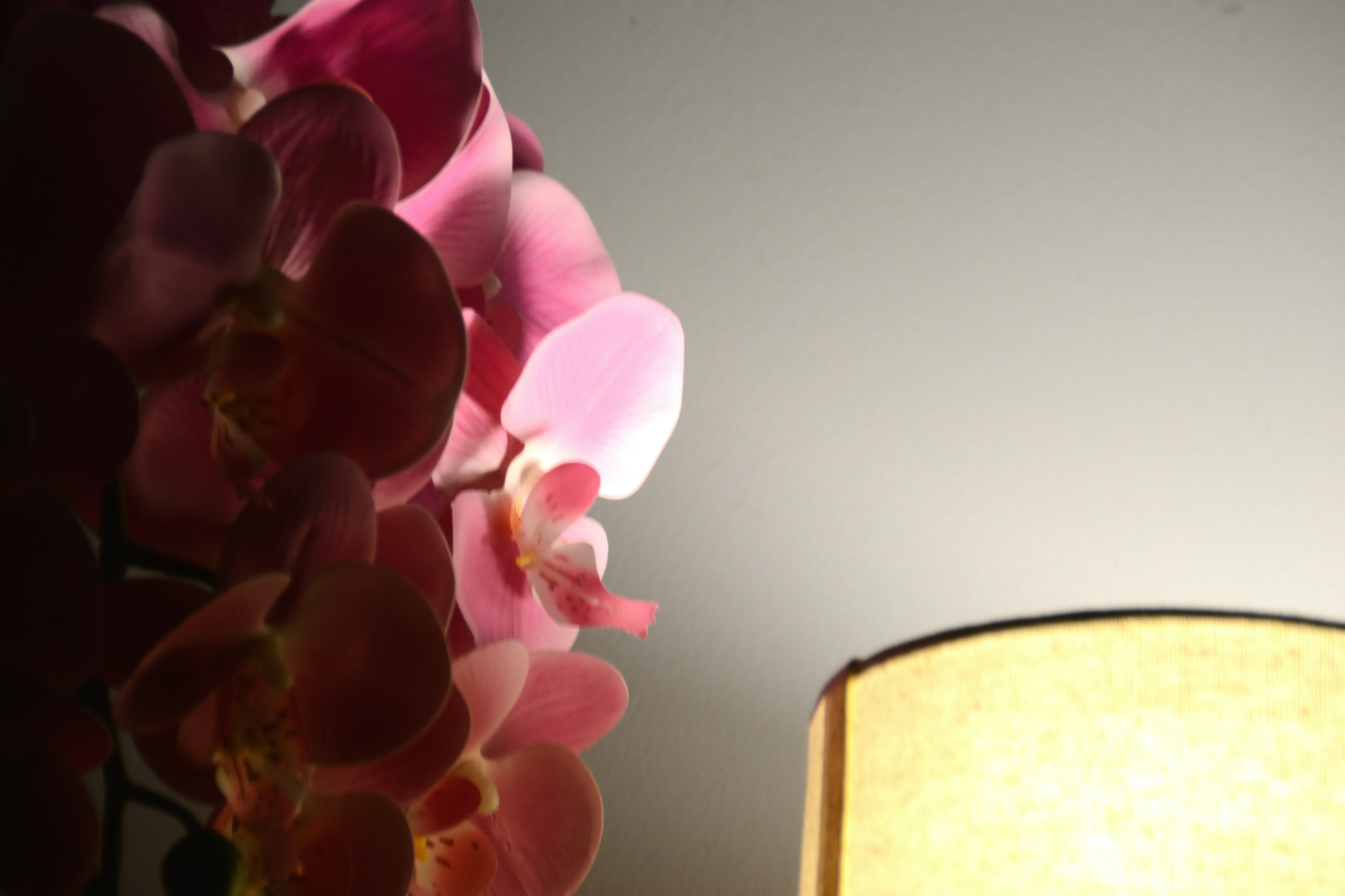 Soft Pink Orchids by the Lampshade
