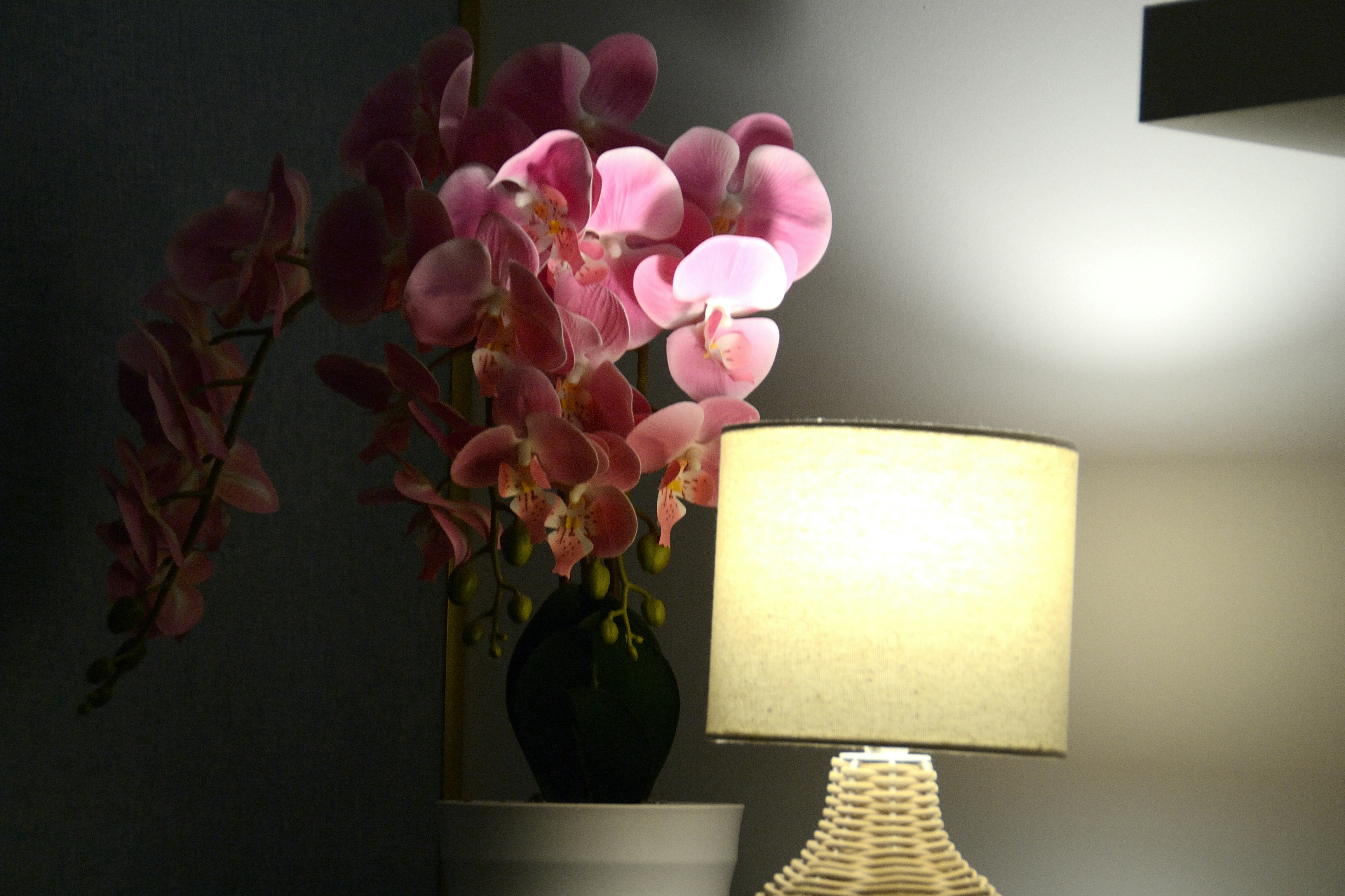 Pink Orchid Glow by the Lamp