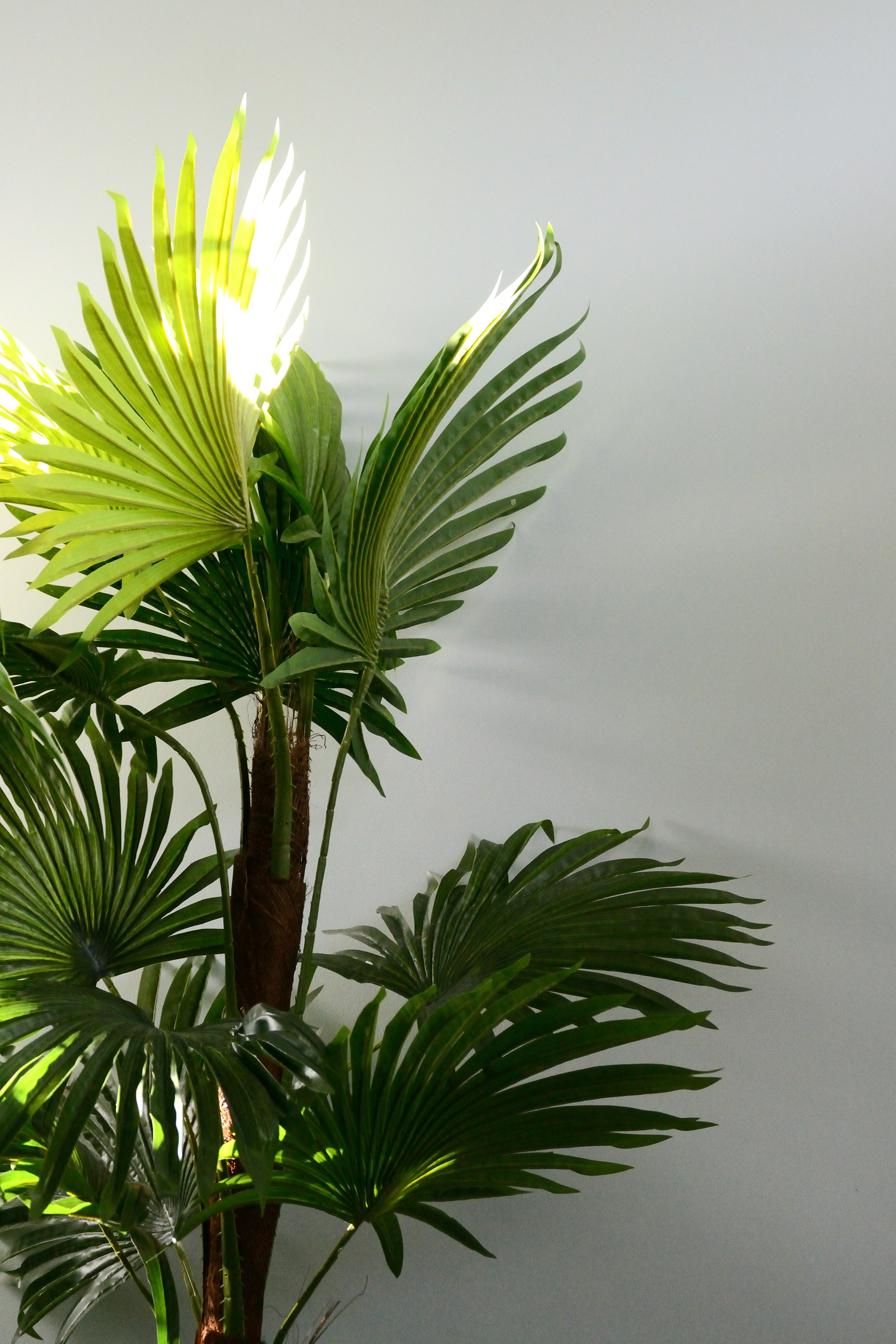 Sunlit Palm Fronds Reaching Into a Soft White Space