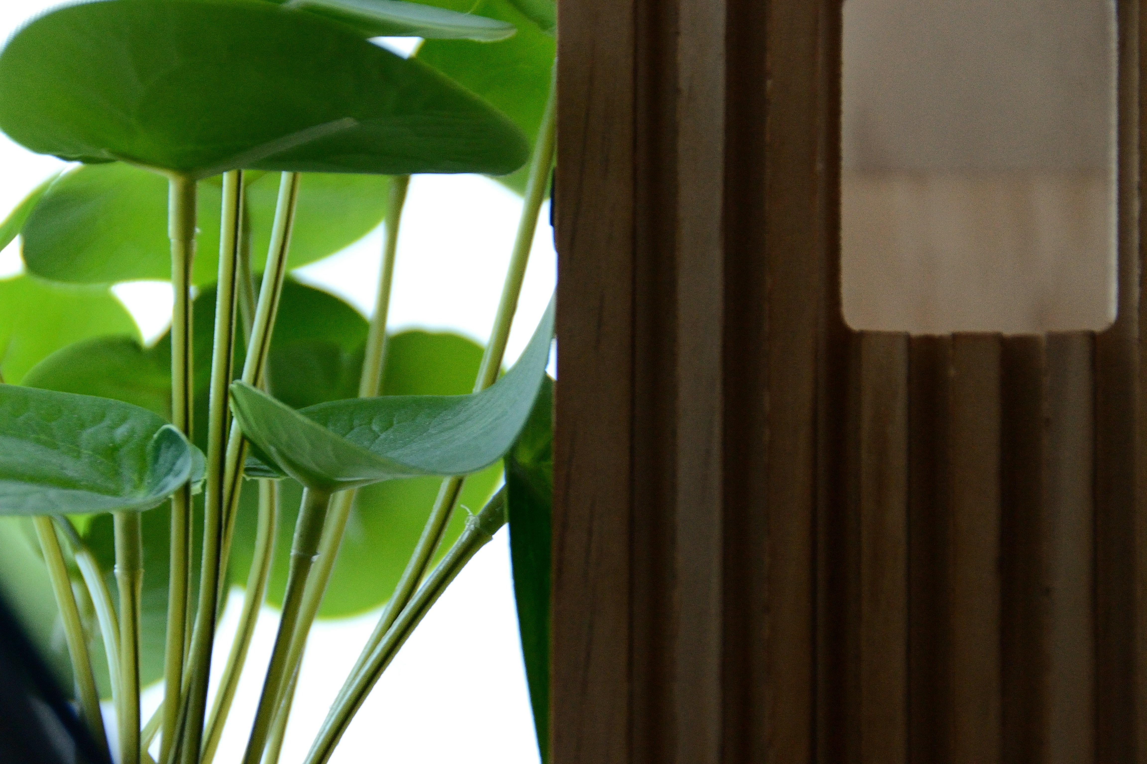 Green Leaves and Wooden Divider: A Quiet Duel of Nature and Wood