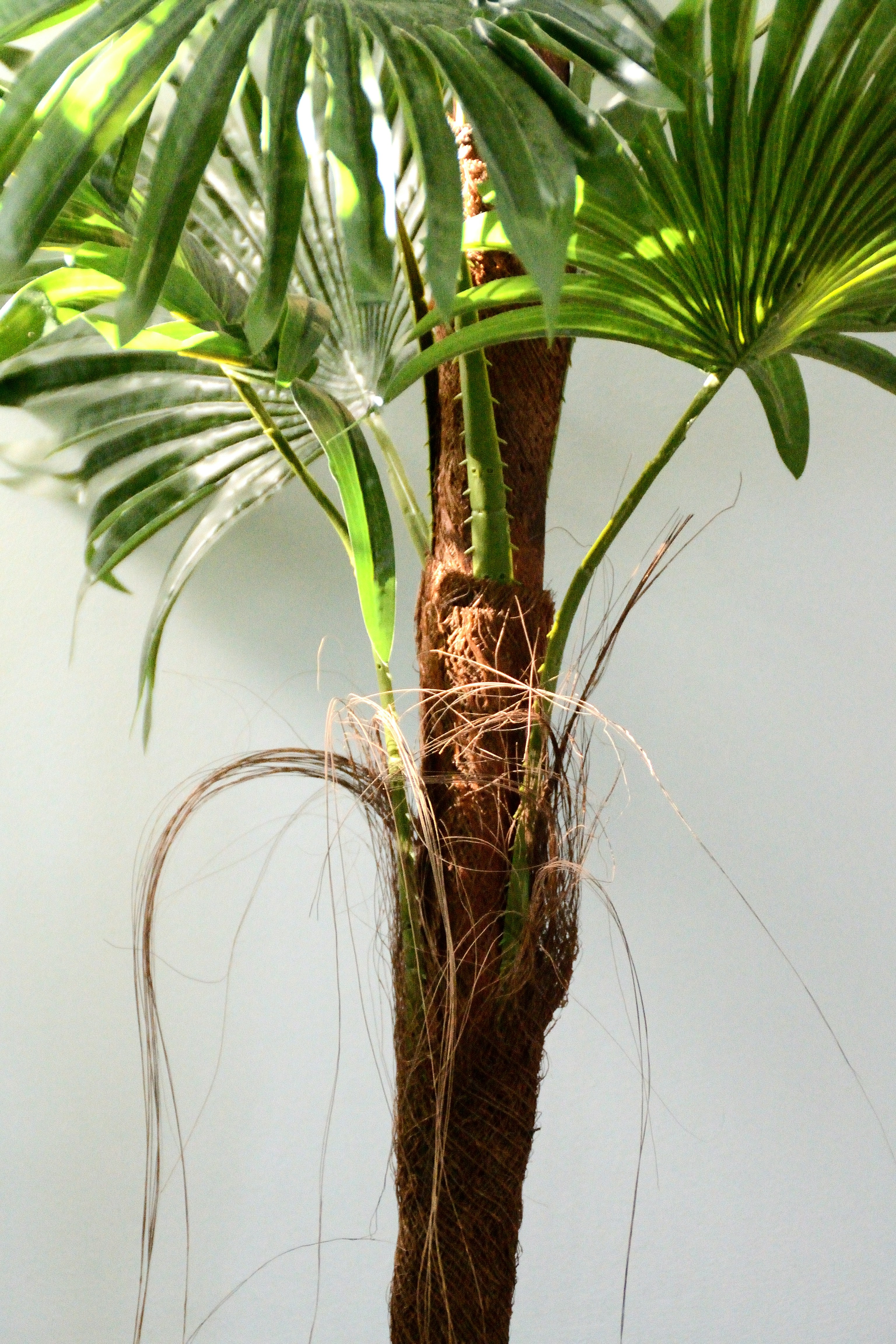 Tropical Trunk: A Palm with Dangling Fibers