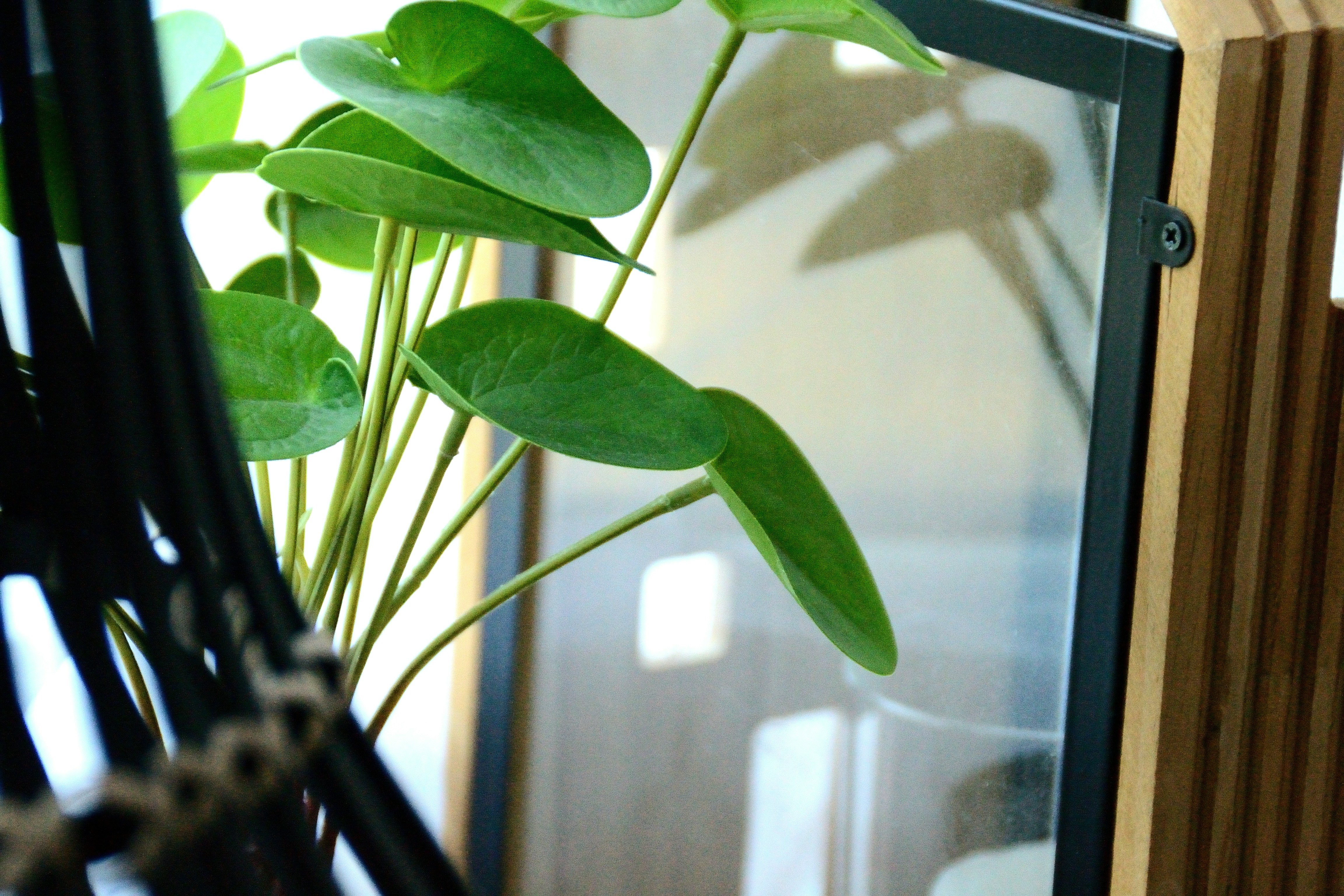 Green Leaves Framed by Window and Frame