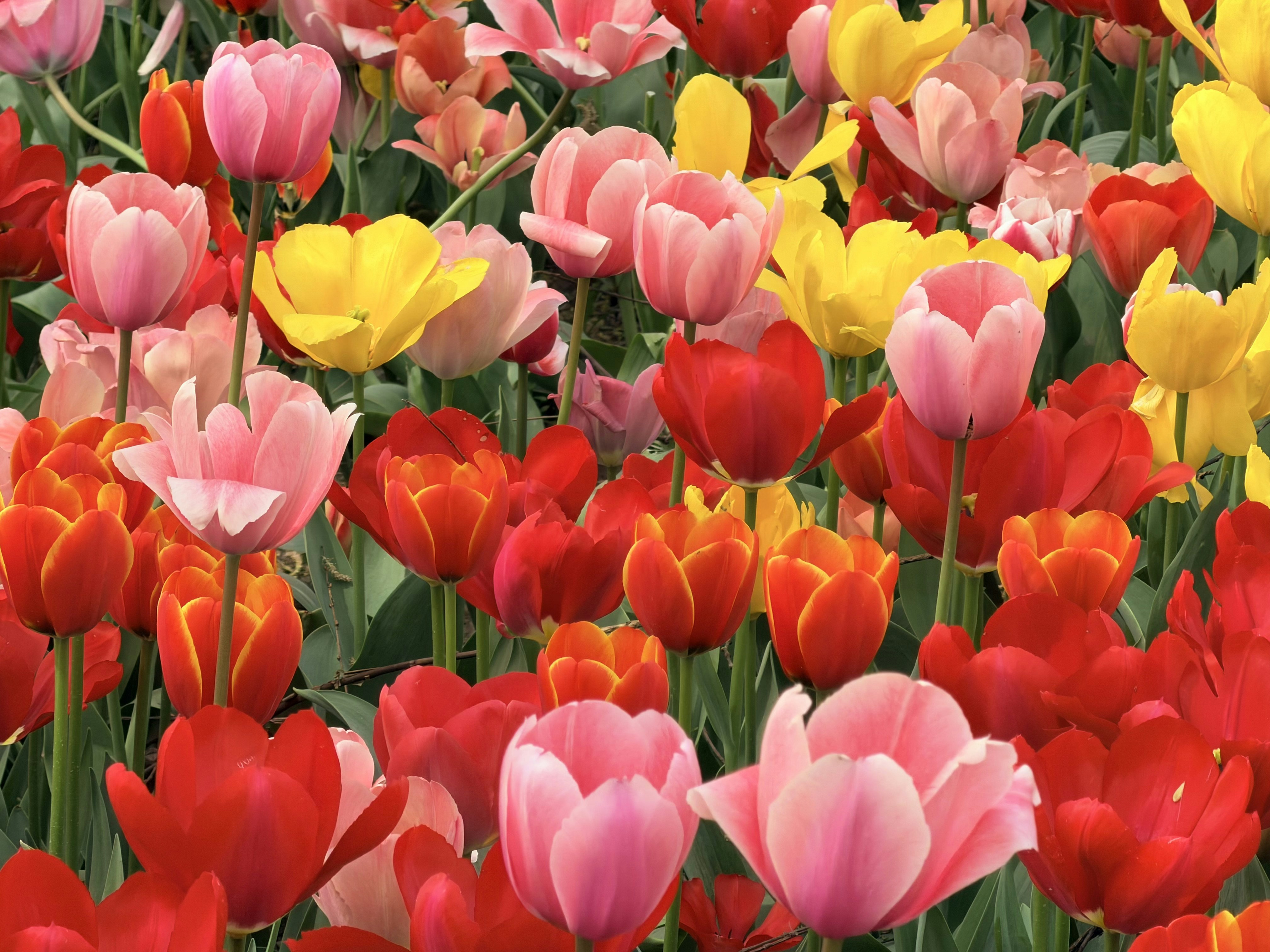 Tulip Mosaic: A Burst of Chromatic Dawn
