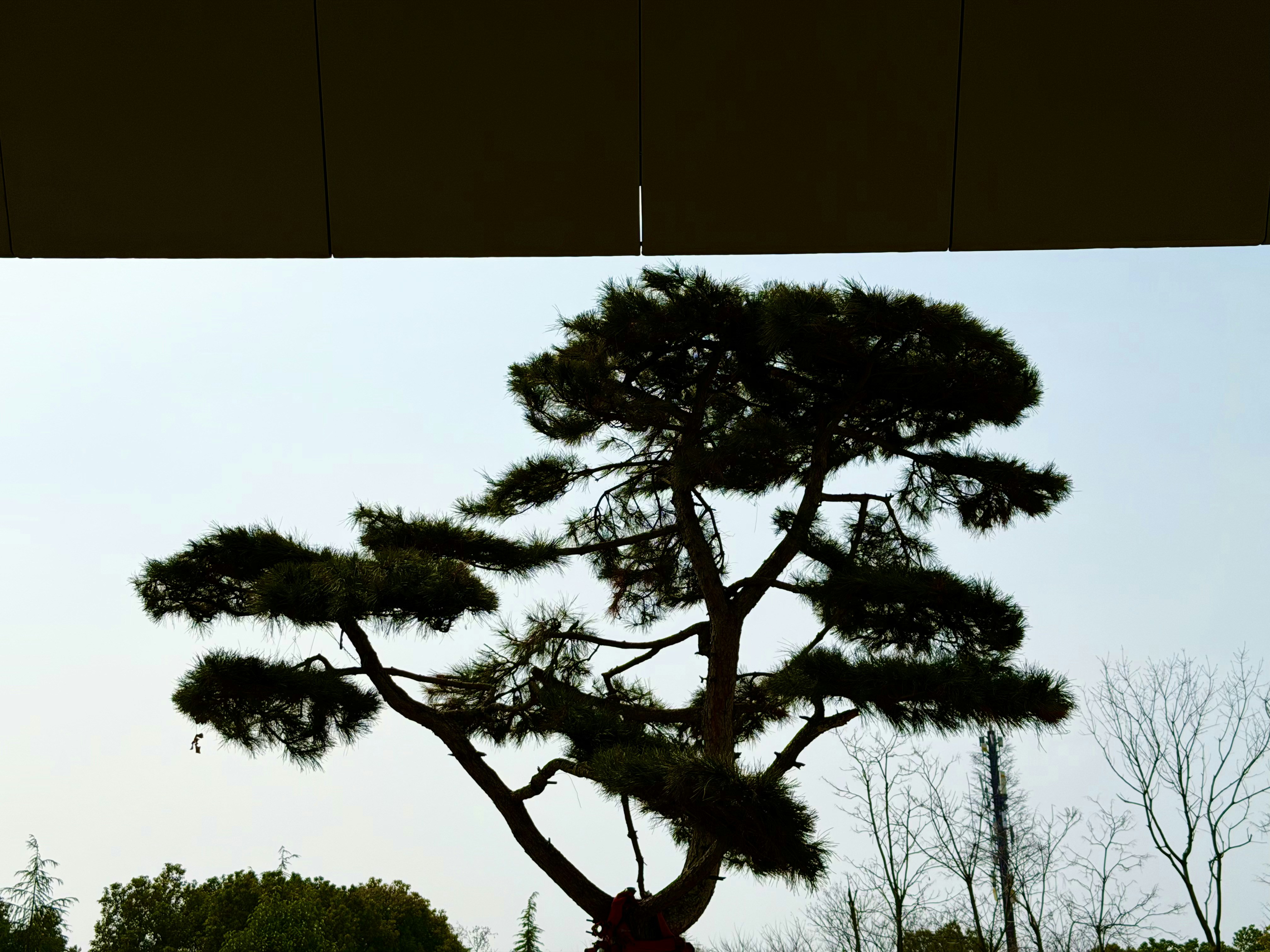 Towering Pine Framed by a Dusk-Edge Balcony Shadow