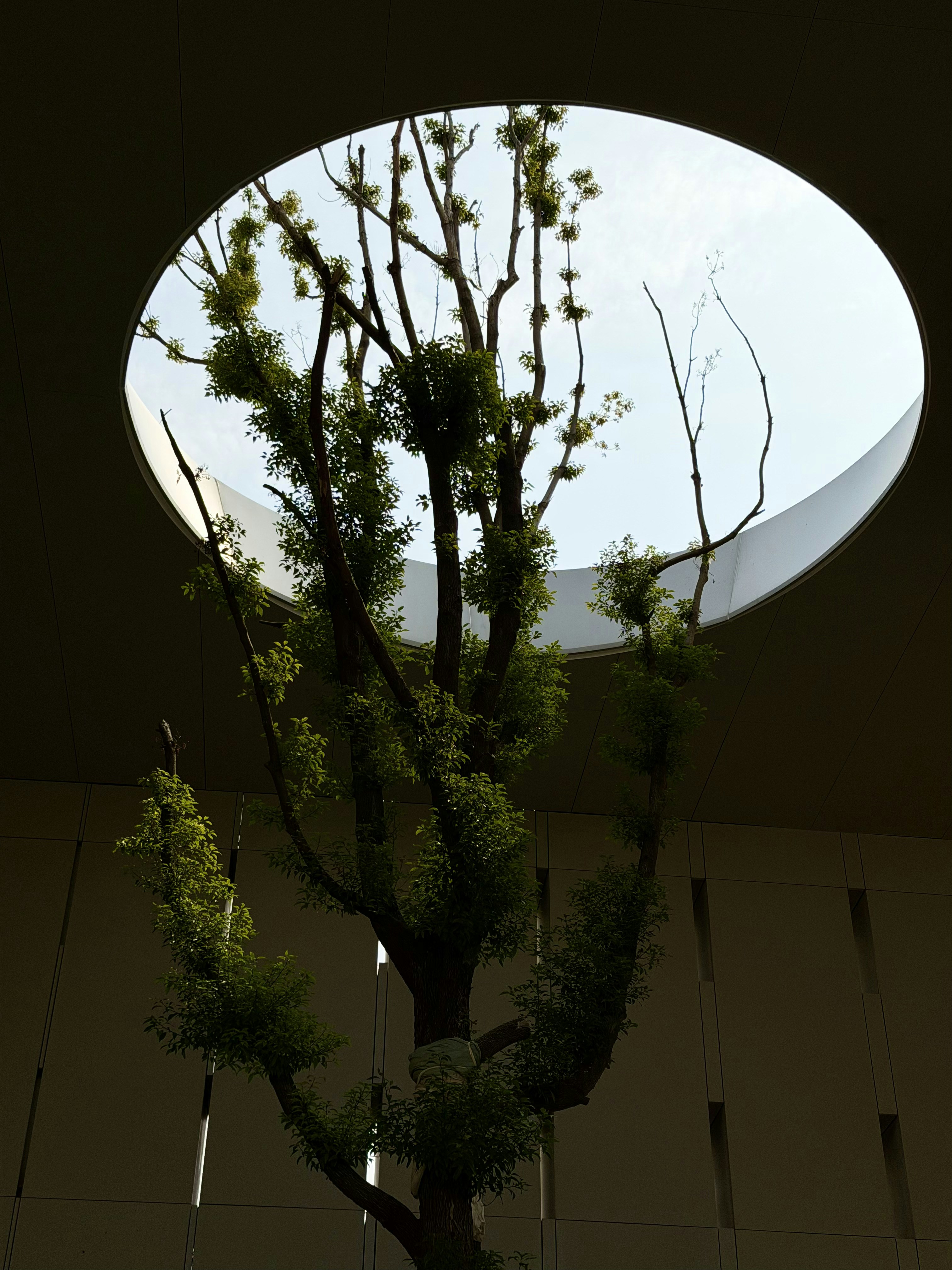 Skylit Atrium Orchard: Tree Reaching Through a Circular Ceilings opening