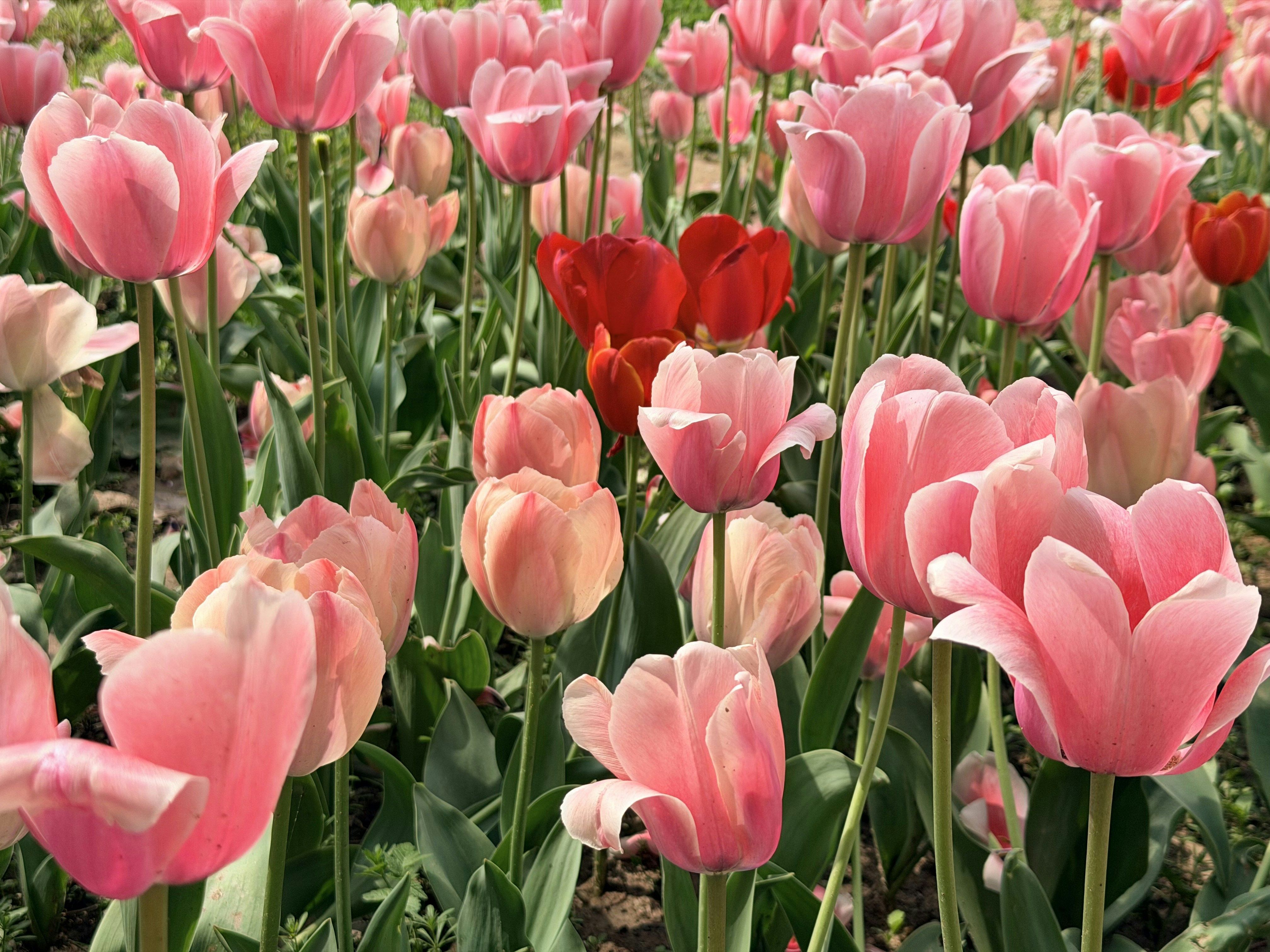 Cherry Blossom Pink: A Sea of Tulips with a Single Red Bloom