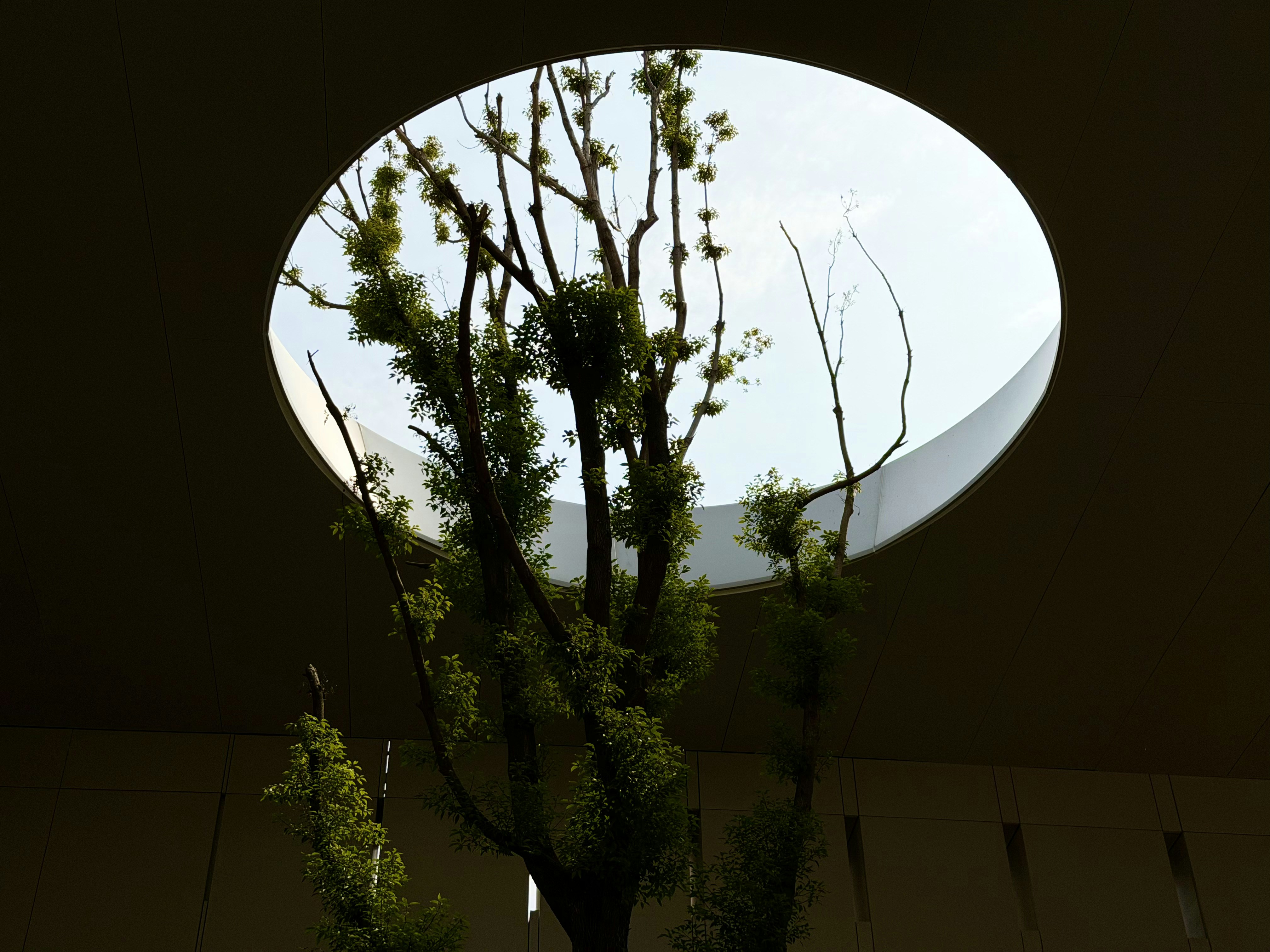 Circular skylight garden: a sculptural tree reaching toward an opening