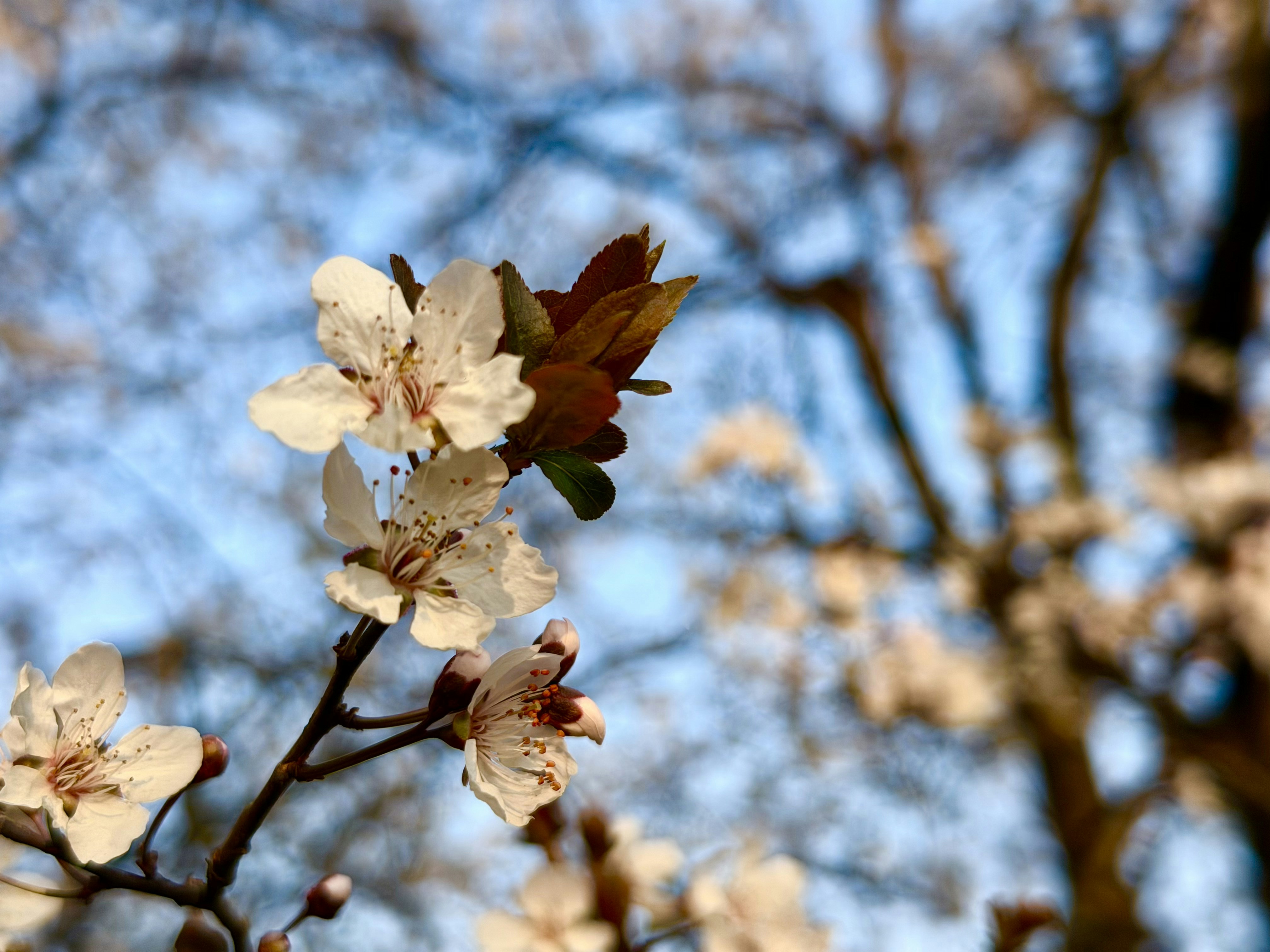Blossoms in Focus: A Branch Jewel Against the Sky