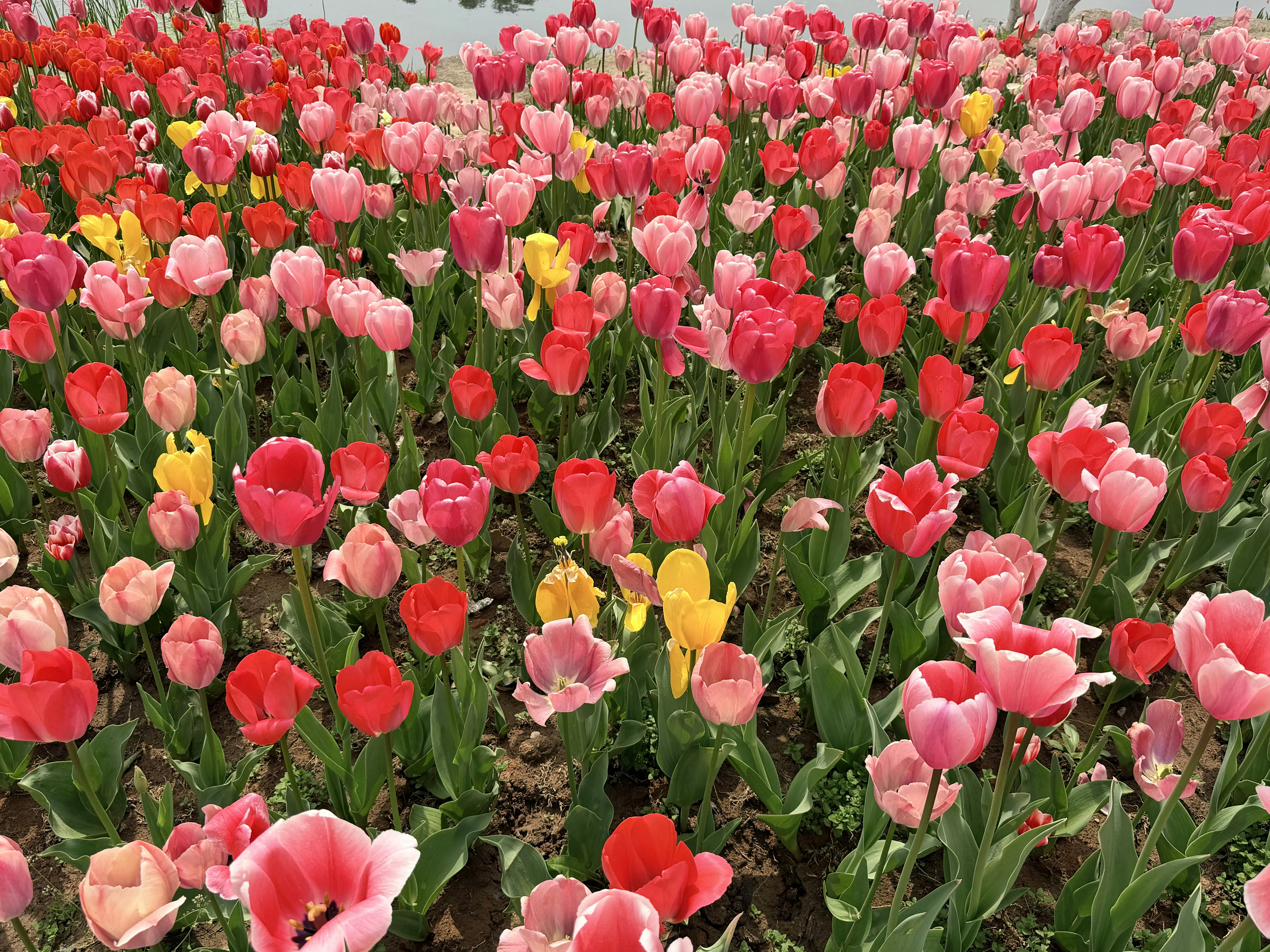 Tulip Sea: A Field of Colorful Blooms in Spring Light