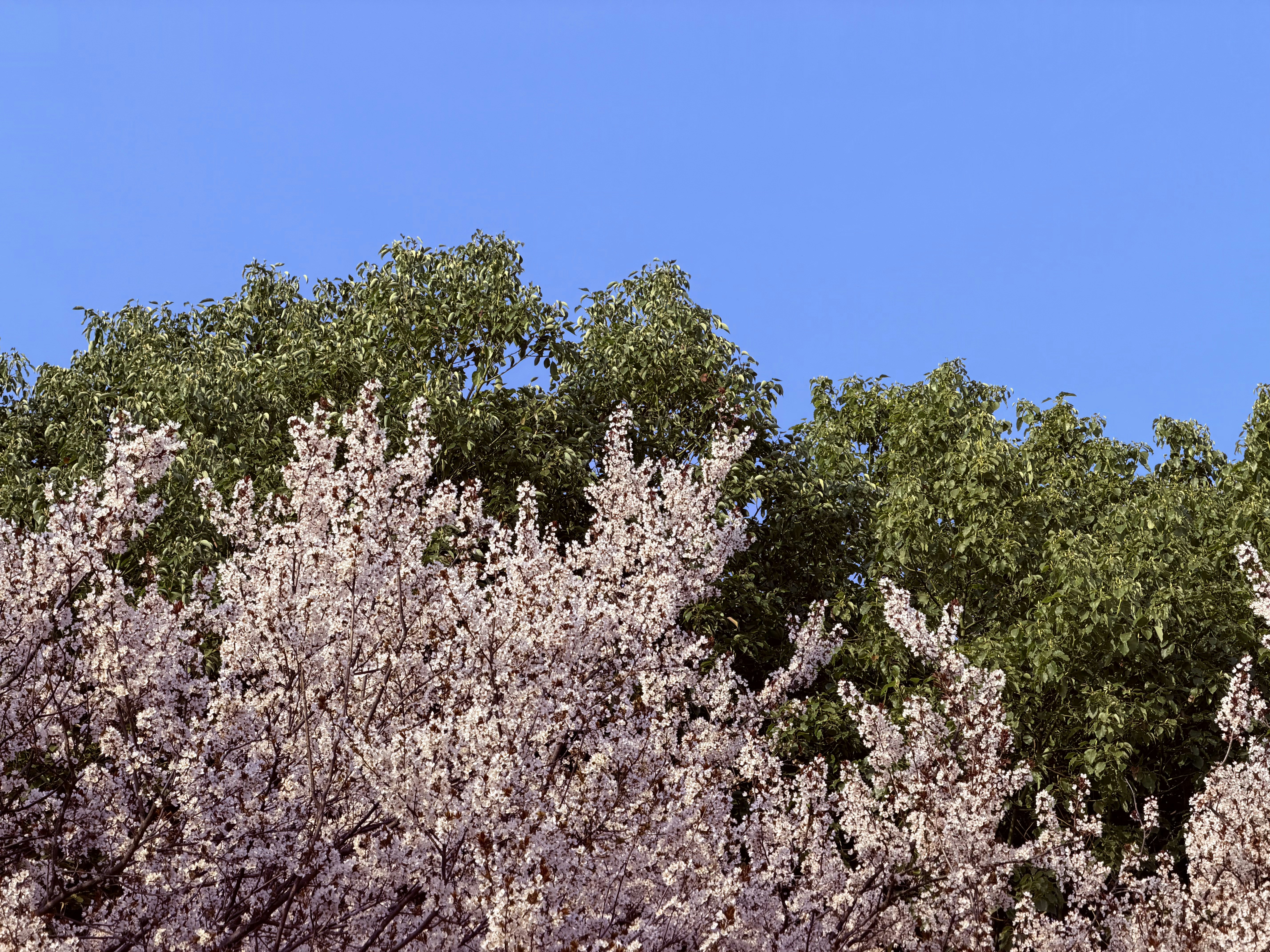 Blossoms Meet the Blue Above