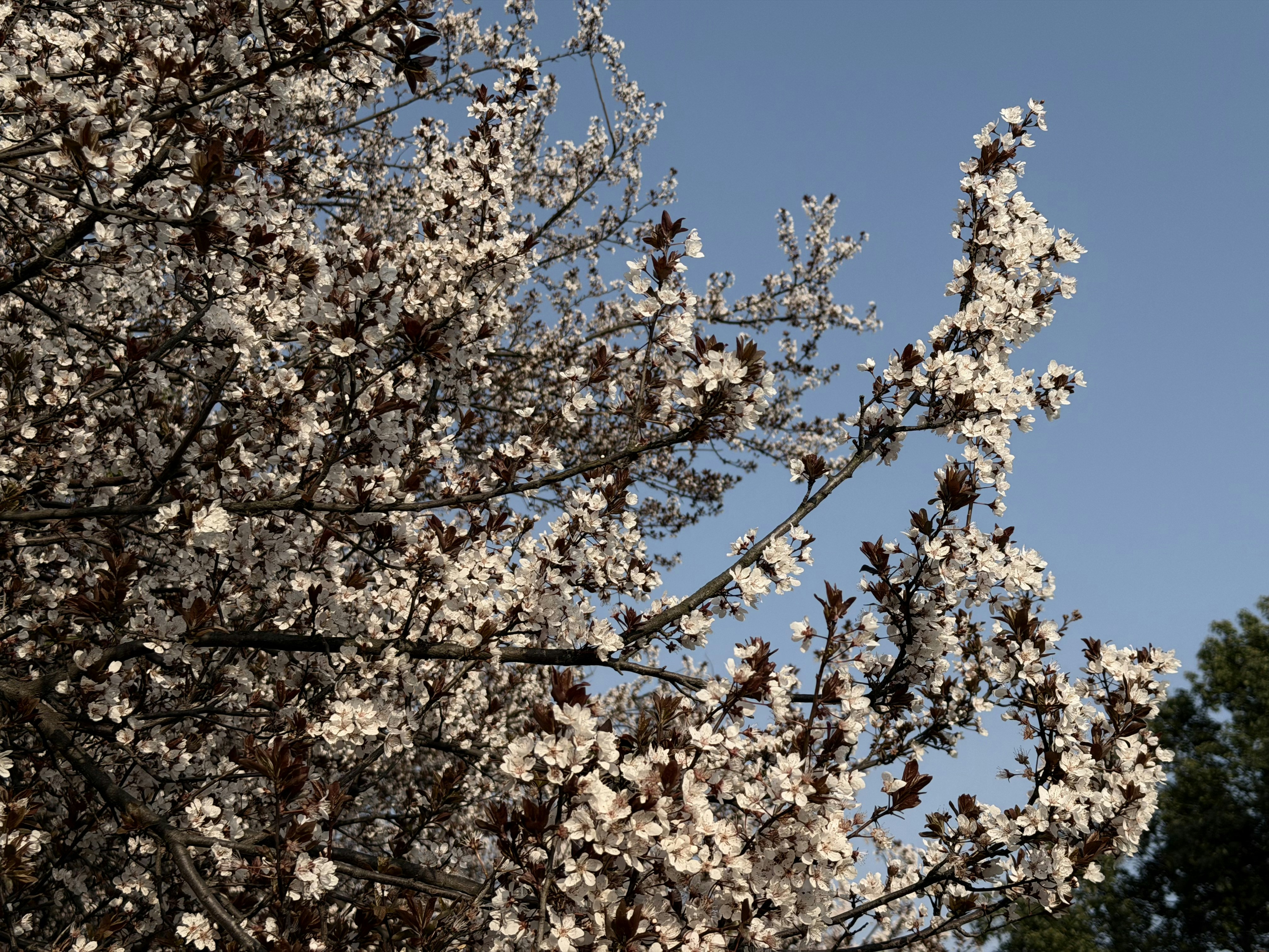 Blossoms in a Clear Sky: A Branch Celebrates Spring