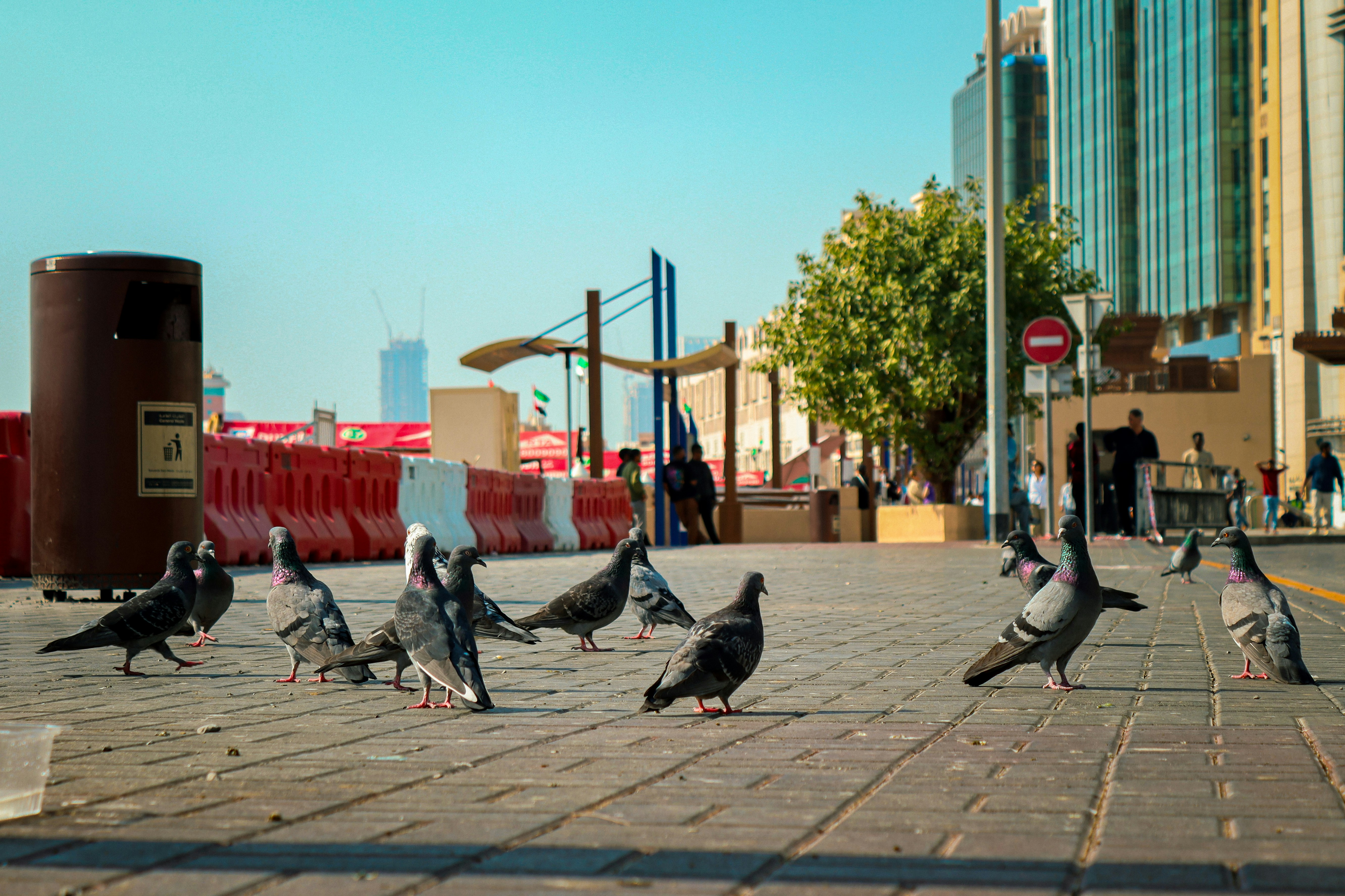 Pigeons in the Palm-Shaded Plaza