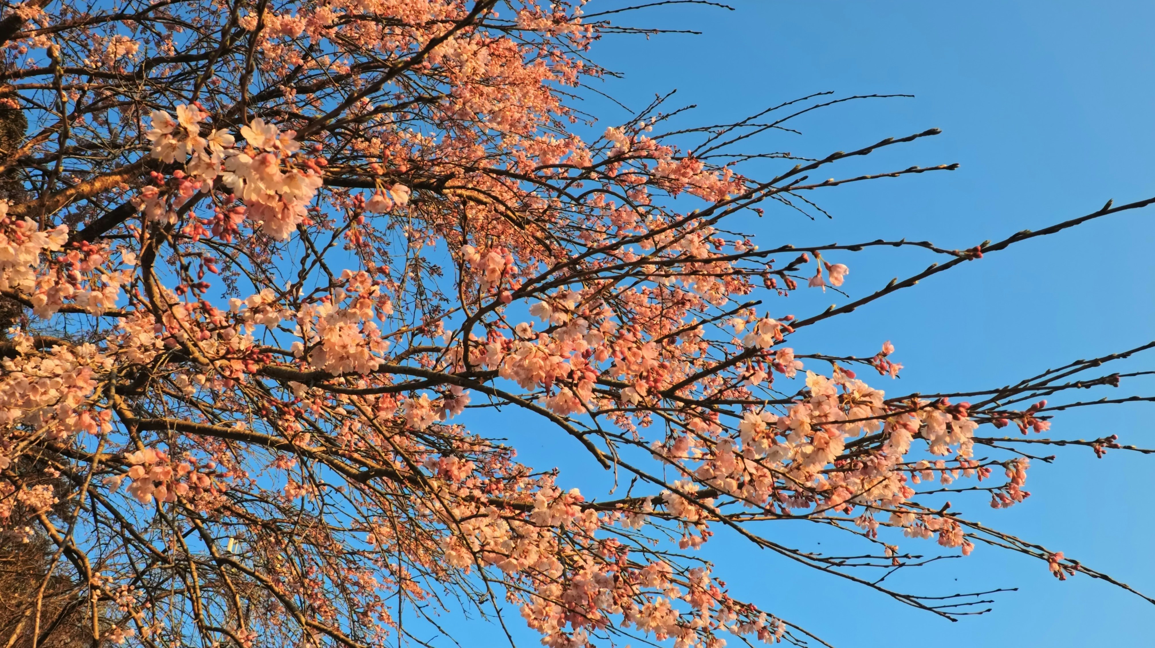Autumn Blossoms Against a Clear Azure Sky