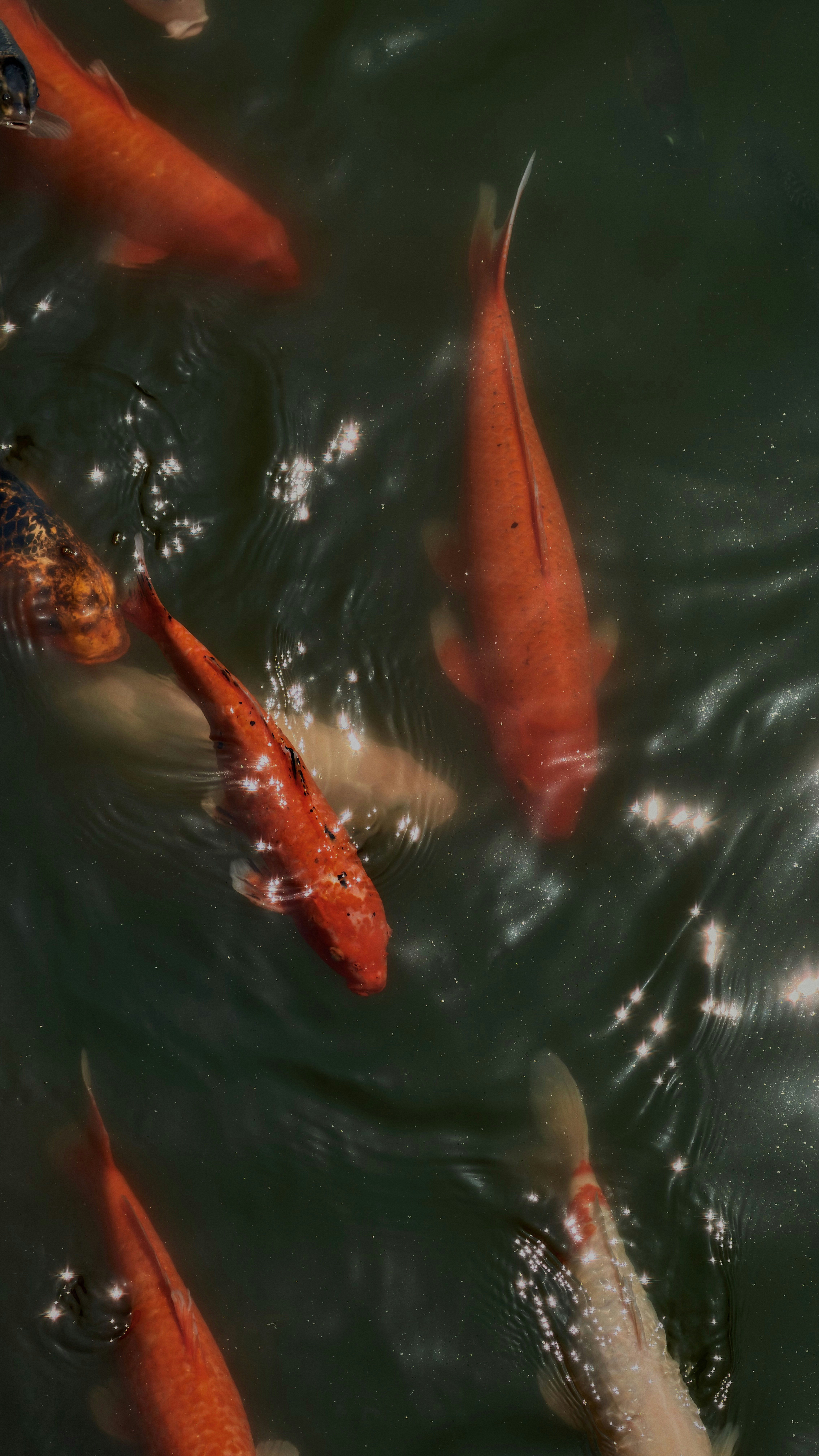 Orange Koi Confluence: Circling Currents in a Pond