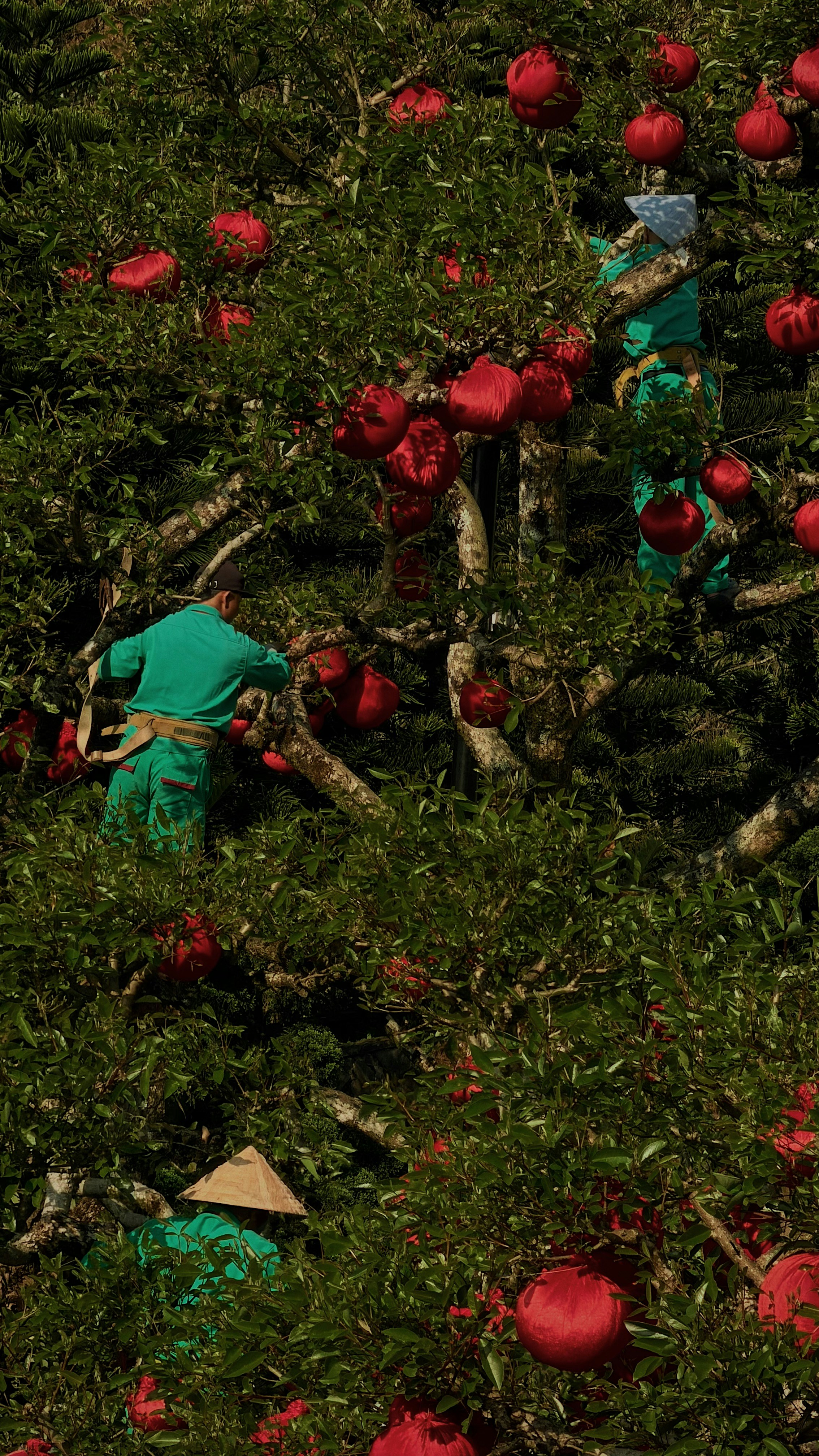 Apple Harvest Amid Crimson Boughs