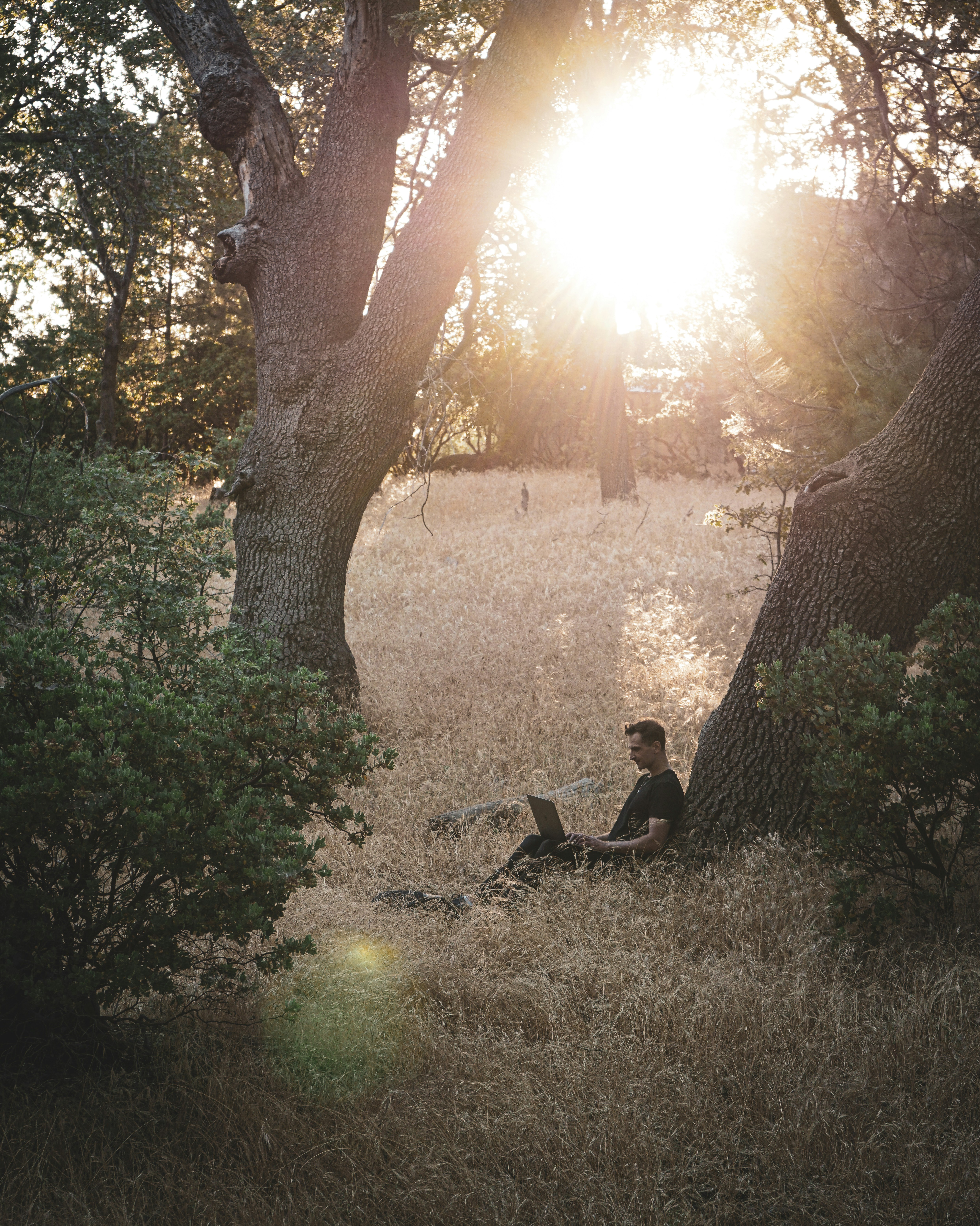 Sunlit Clearing: Laptop beneath the Oaks
