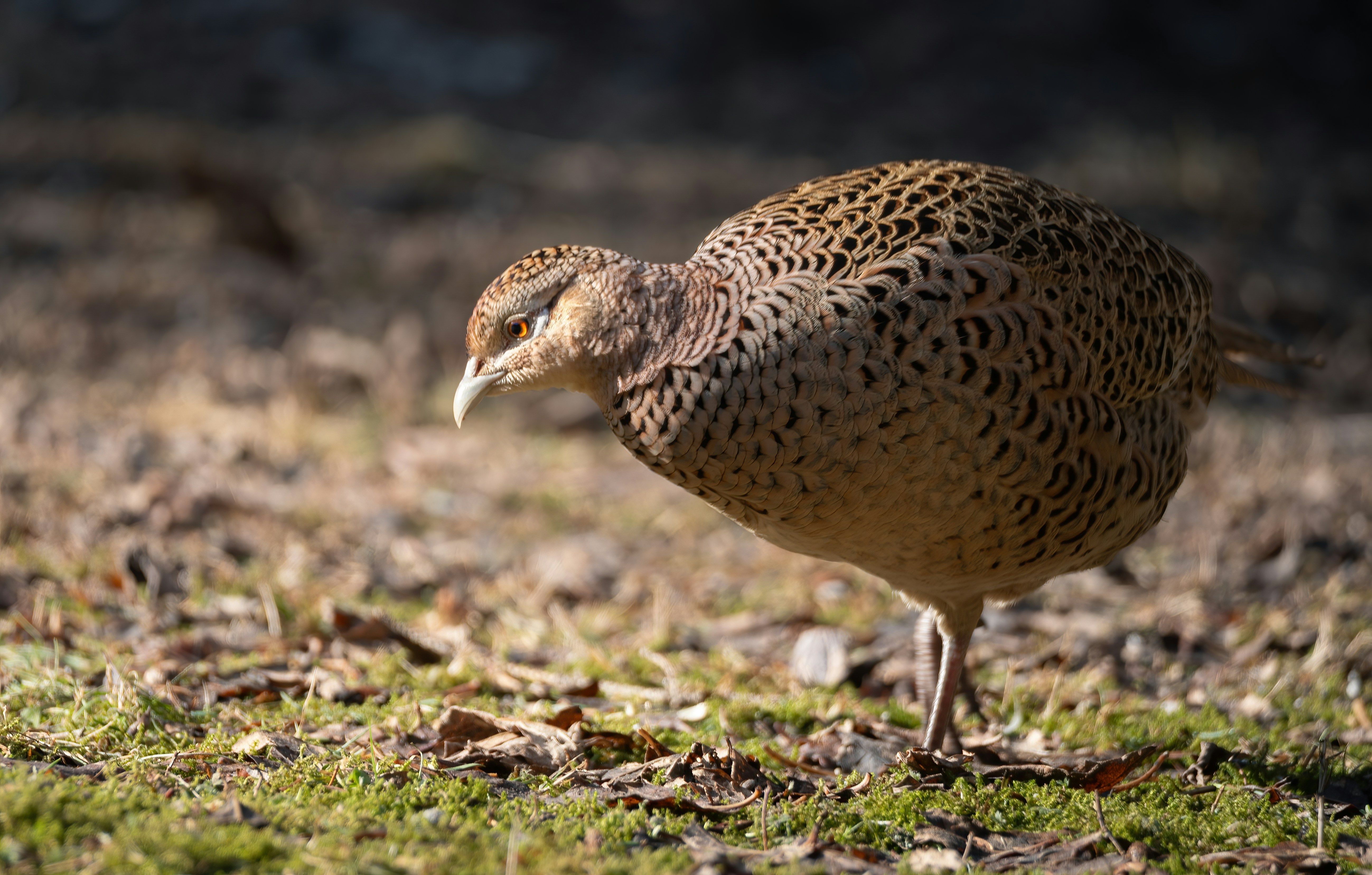 Low-Light Forage: A Ground-Level Exam of a Burred Pheasant