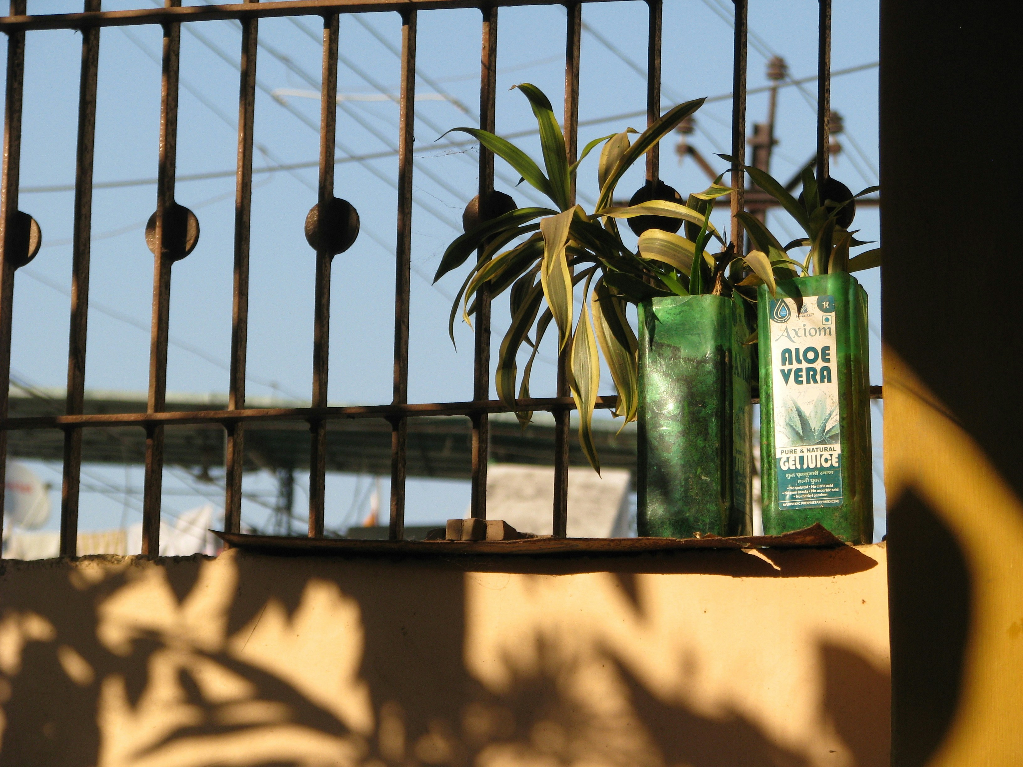 Aging Balcony Garden: Aloe Vera in a Sunlit Corner