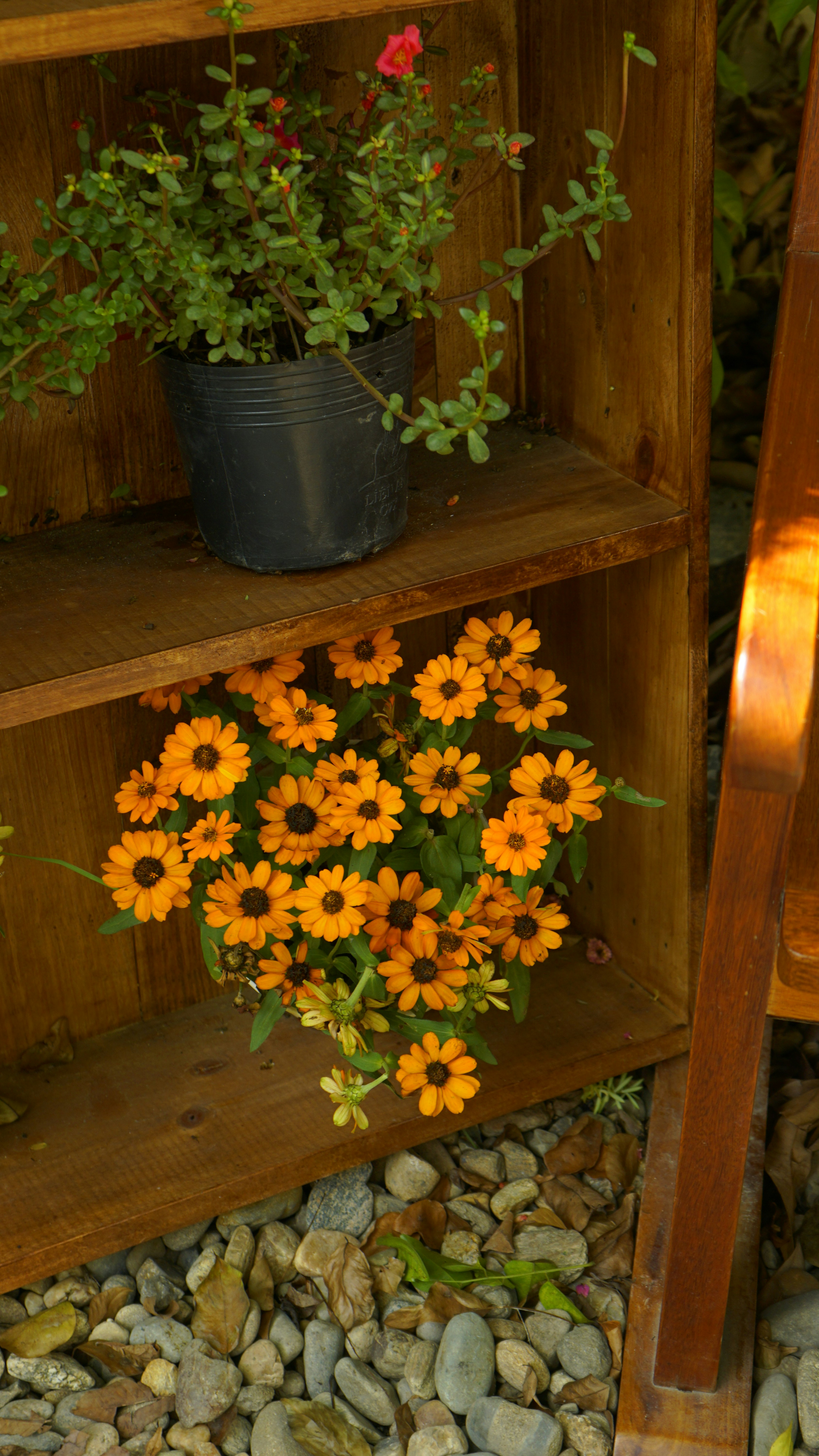 Sunny Orange Blosoms Nestled in a Wooden Shelf Scene