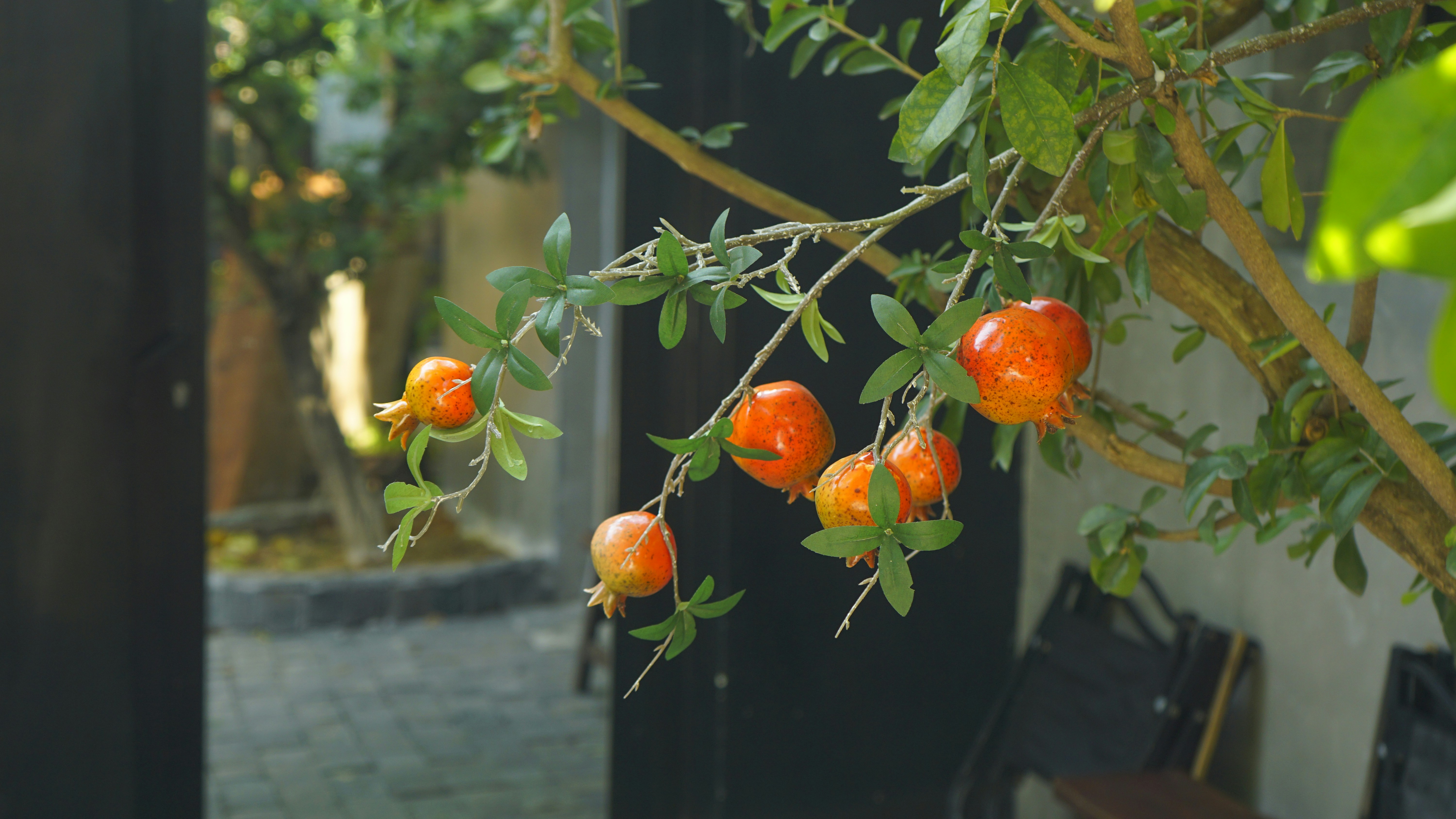 Fruit on a Branch: Tiny Orbs of Orange in a Shaded Courtyard