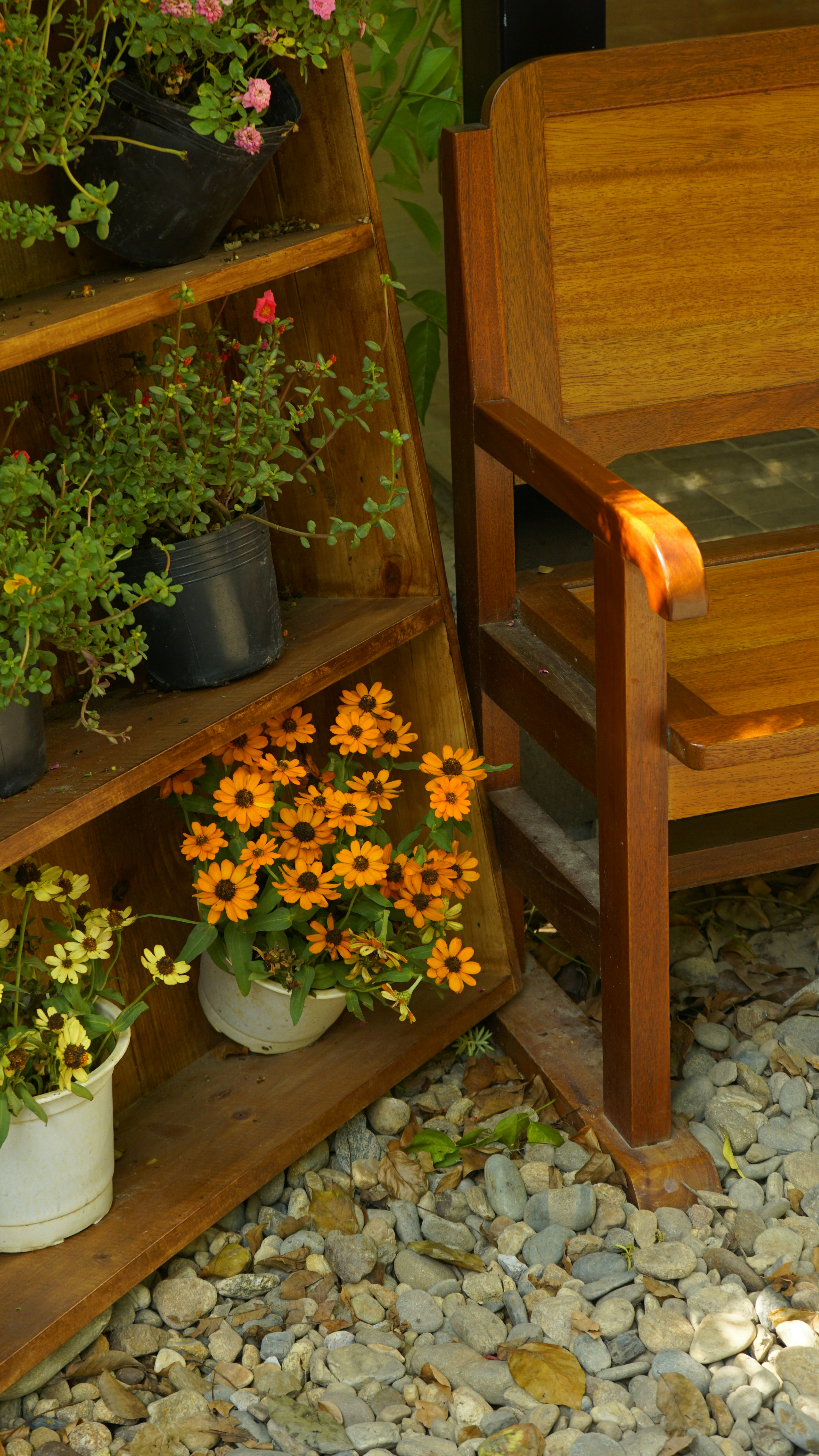 Sunlit Nook: Orange daisies and potted greens by a wooden chair