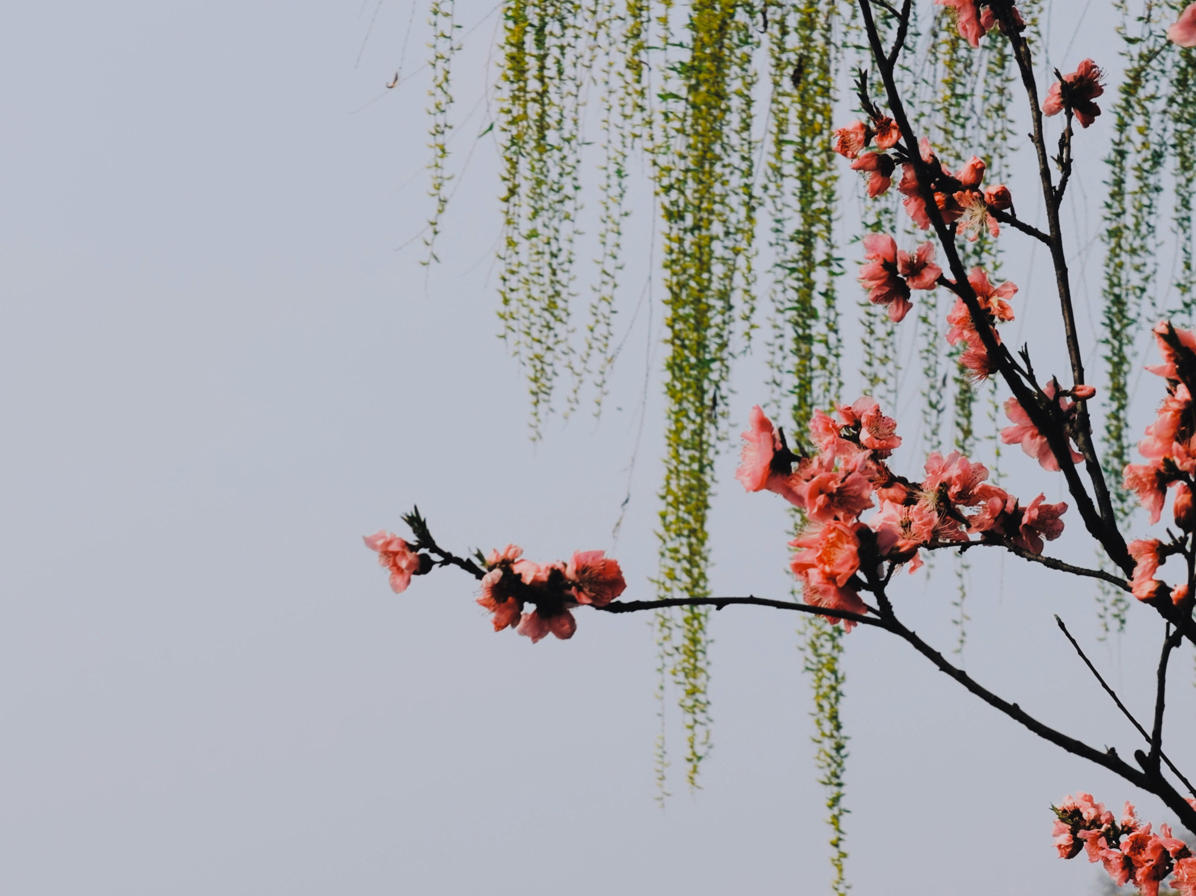 Blossoms on a Slender Branch Against a Pale Sky