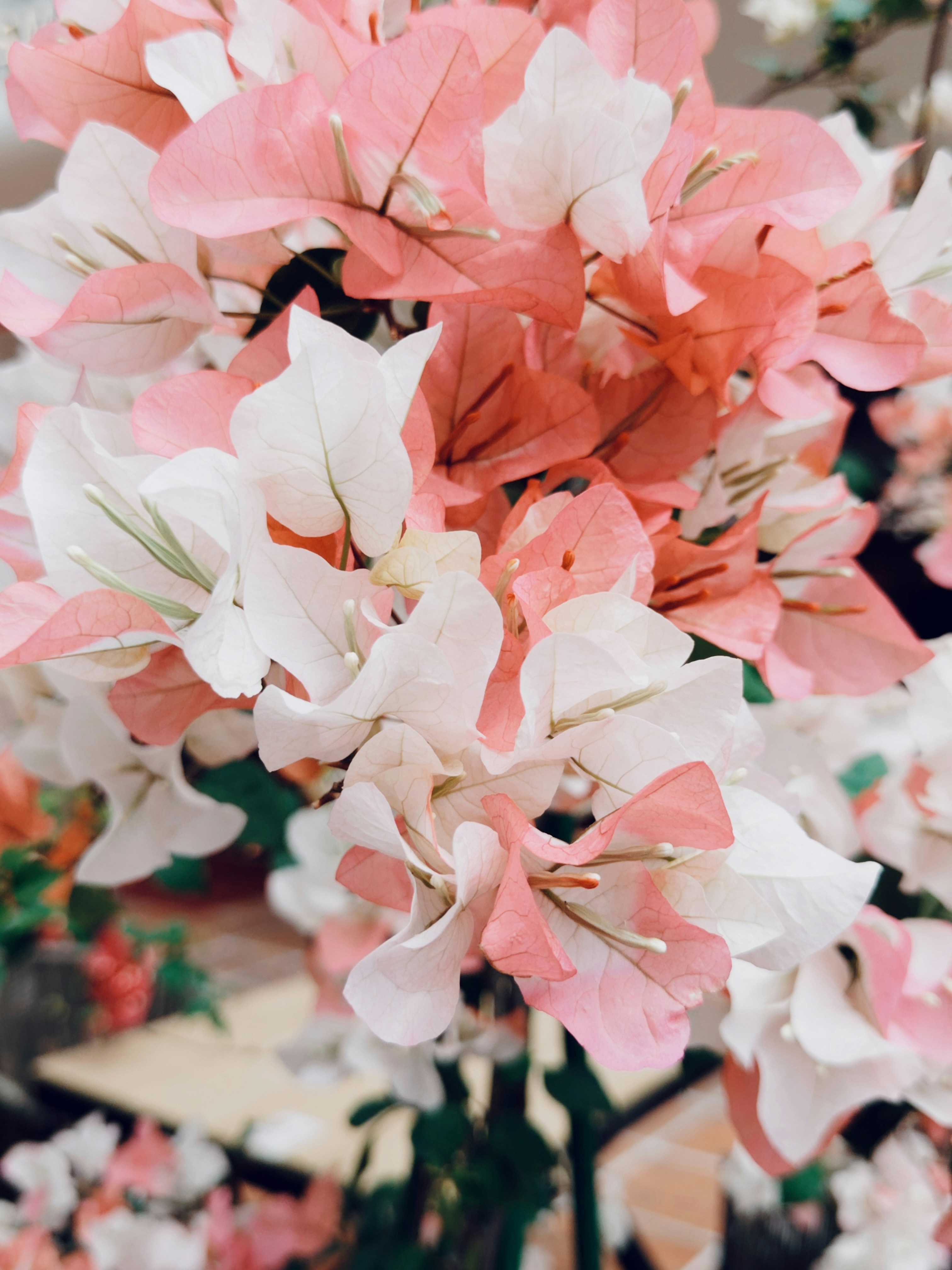 Blush Bouquet in Soft Focus