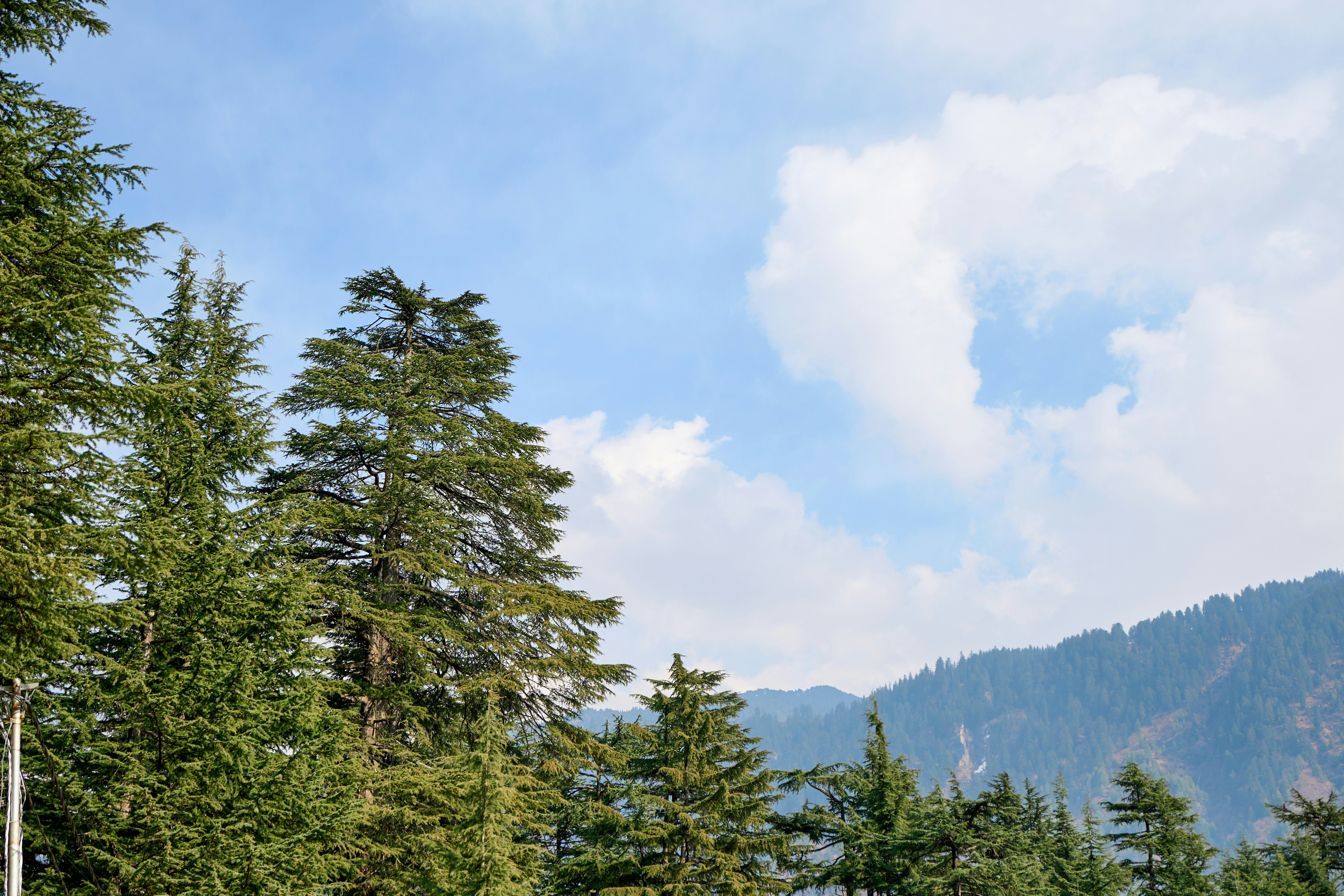 Crowned Pines Under Expansive Sky