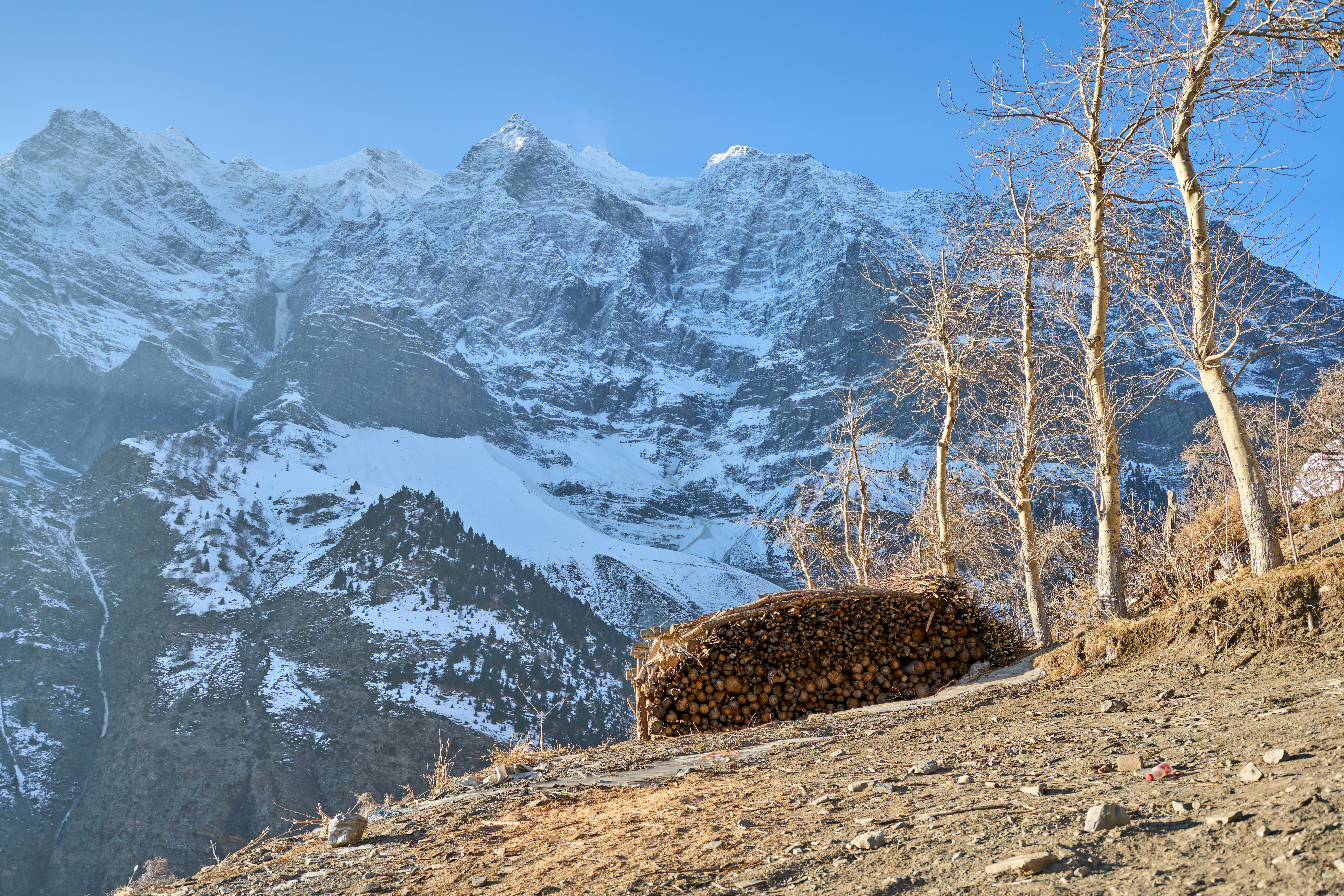 Snow-Crowned Peaks Over a Log-Pile Foreground