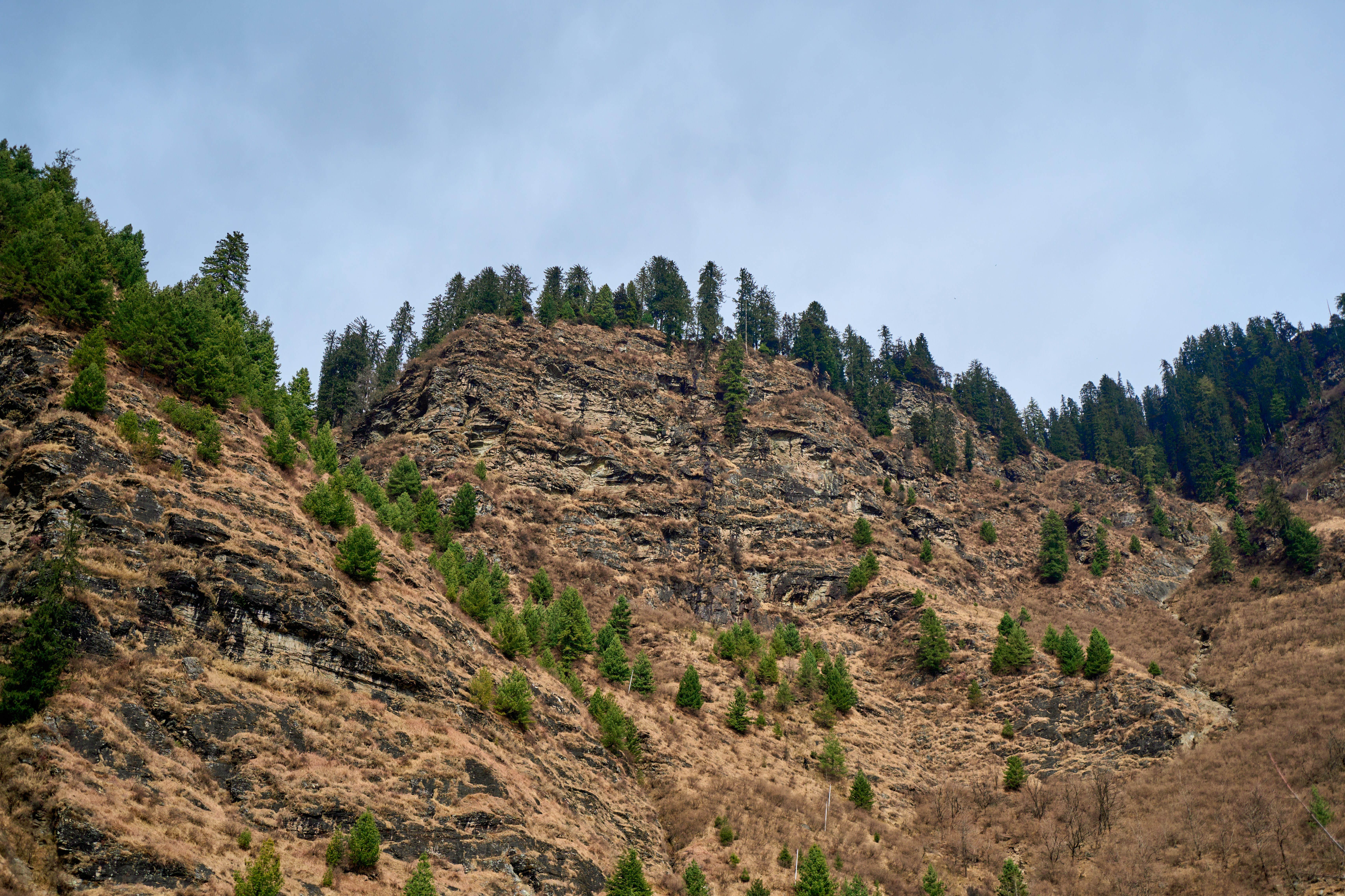 Rugged hillside surrendering to a pale morning sky